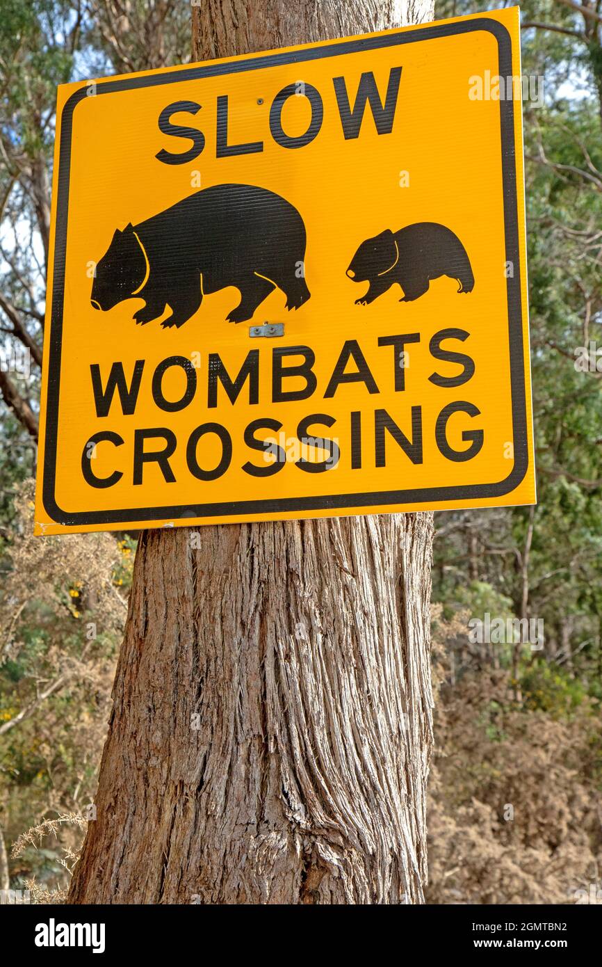 Wombat crossing sign in northern Tasmania Stock Photo - Alamy