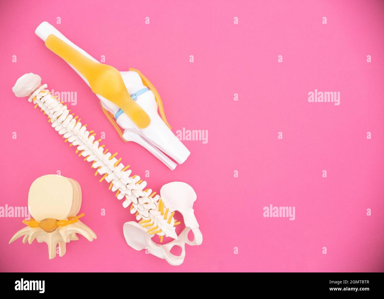 Human spine, knee joint and intervertebral disc medical mockups on pink ...