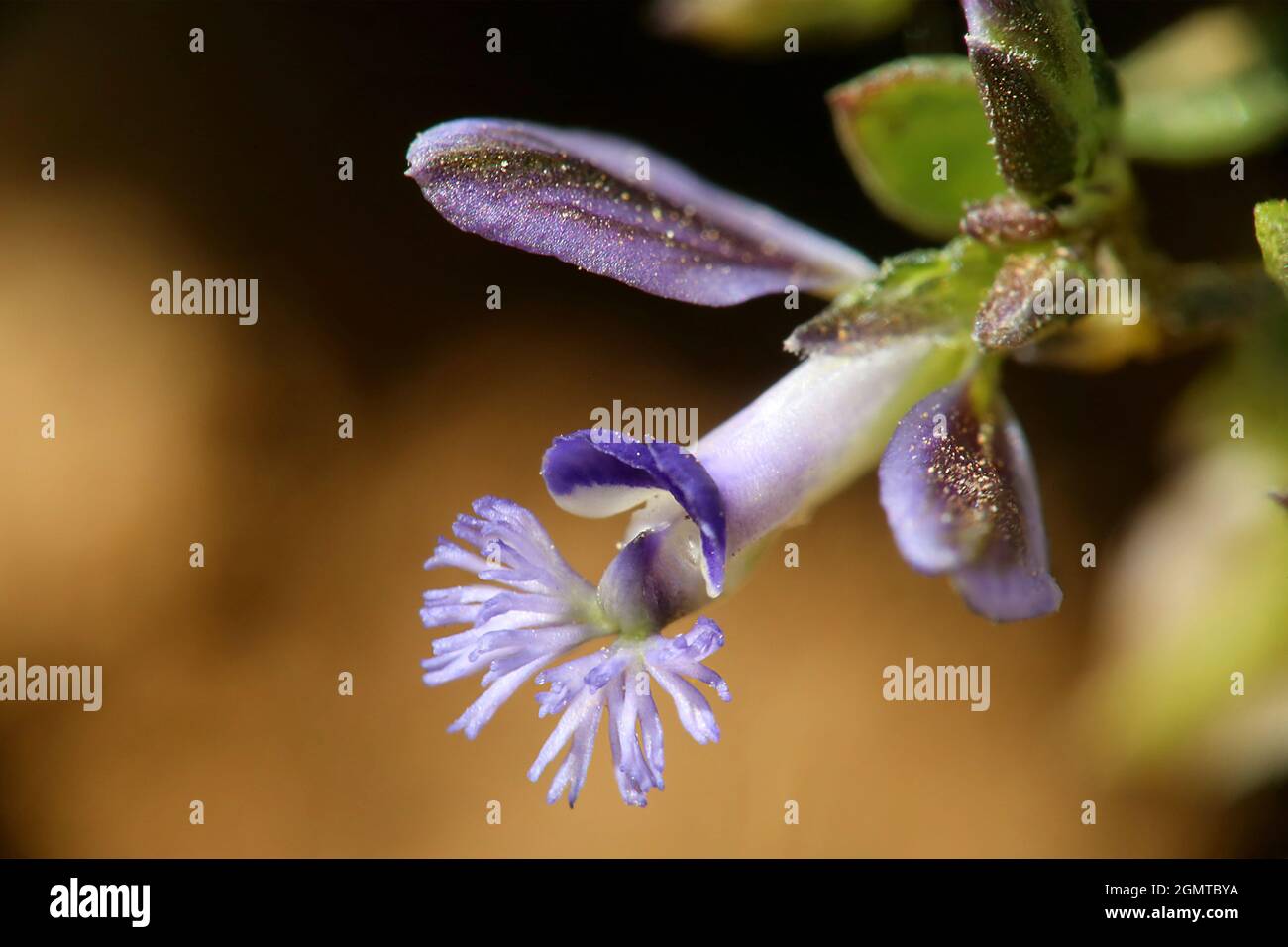 Polygala supina subsp. rhodopea, Polygalaceae. Wild plant shot in ...