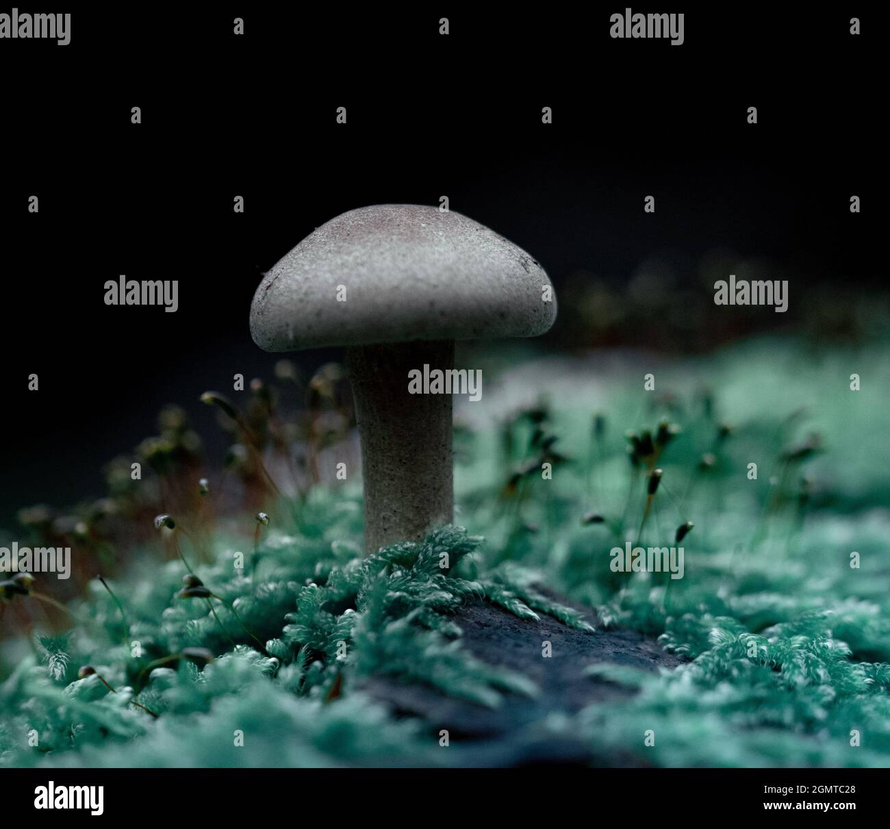 Selective focus of a mushroom on the mossy ground against a blurred ...