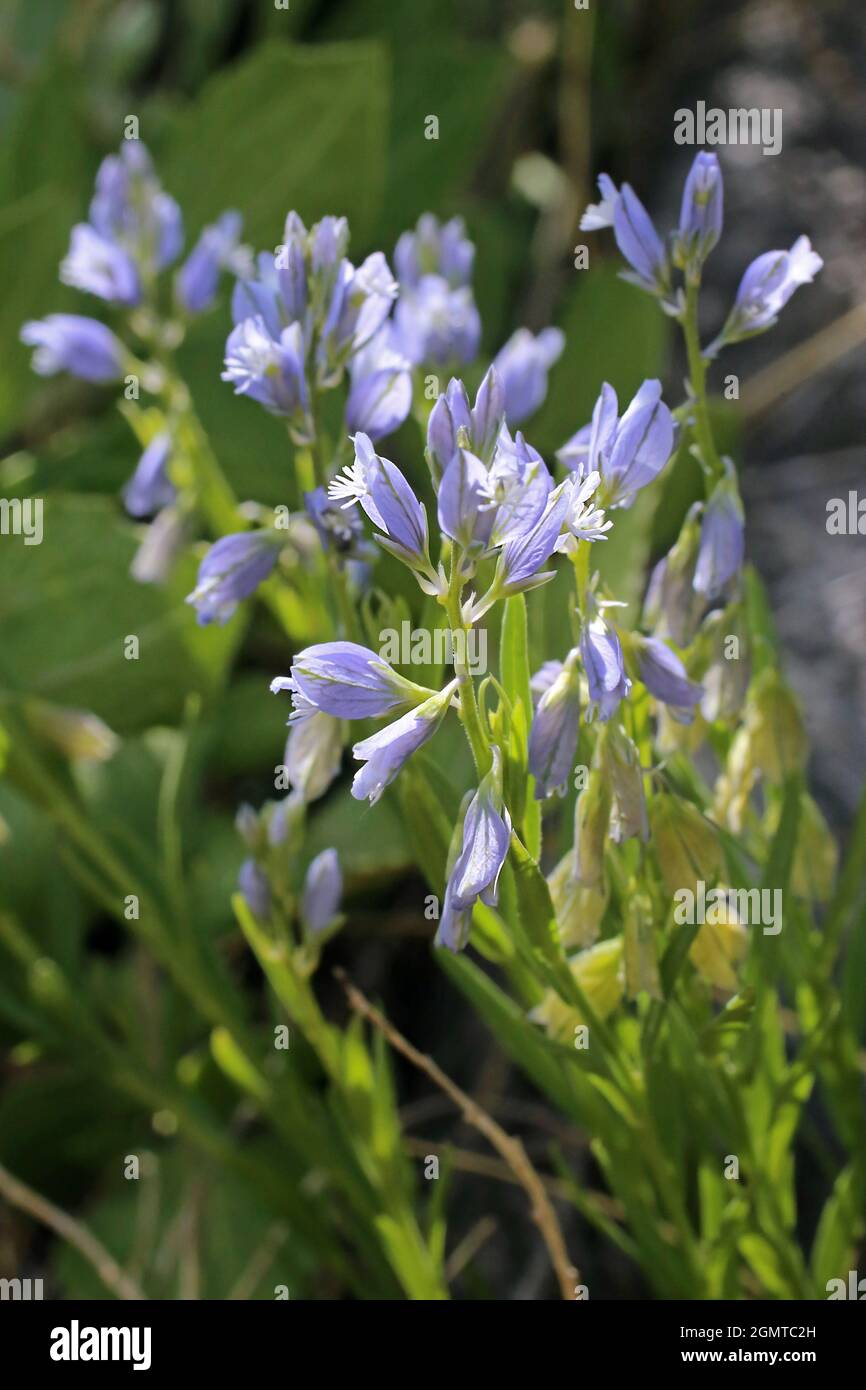 Polygalaceae hi-res stock photography and images - Alamy