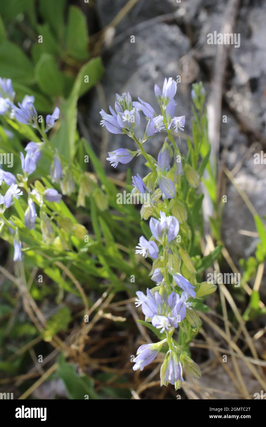 Polygalaceae hi-res stock photography and images - Alamy