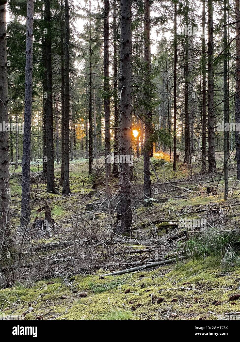 Sunrays through pines hi-res stock photography and images - Alamy