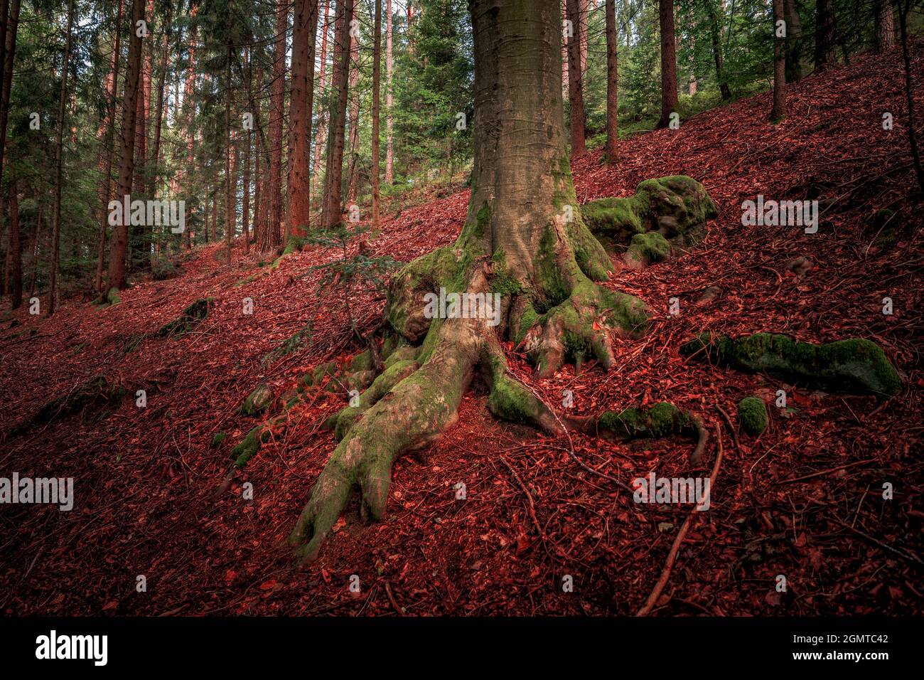 Mossy tree roots in the Bavarian Forest Stock Photo - Alamy