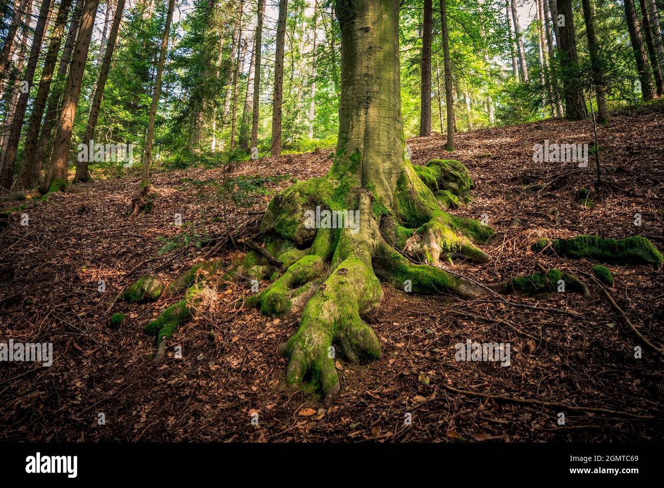 Mossy tree roots in the Bavarian Forest Stock Photo - Alamy
