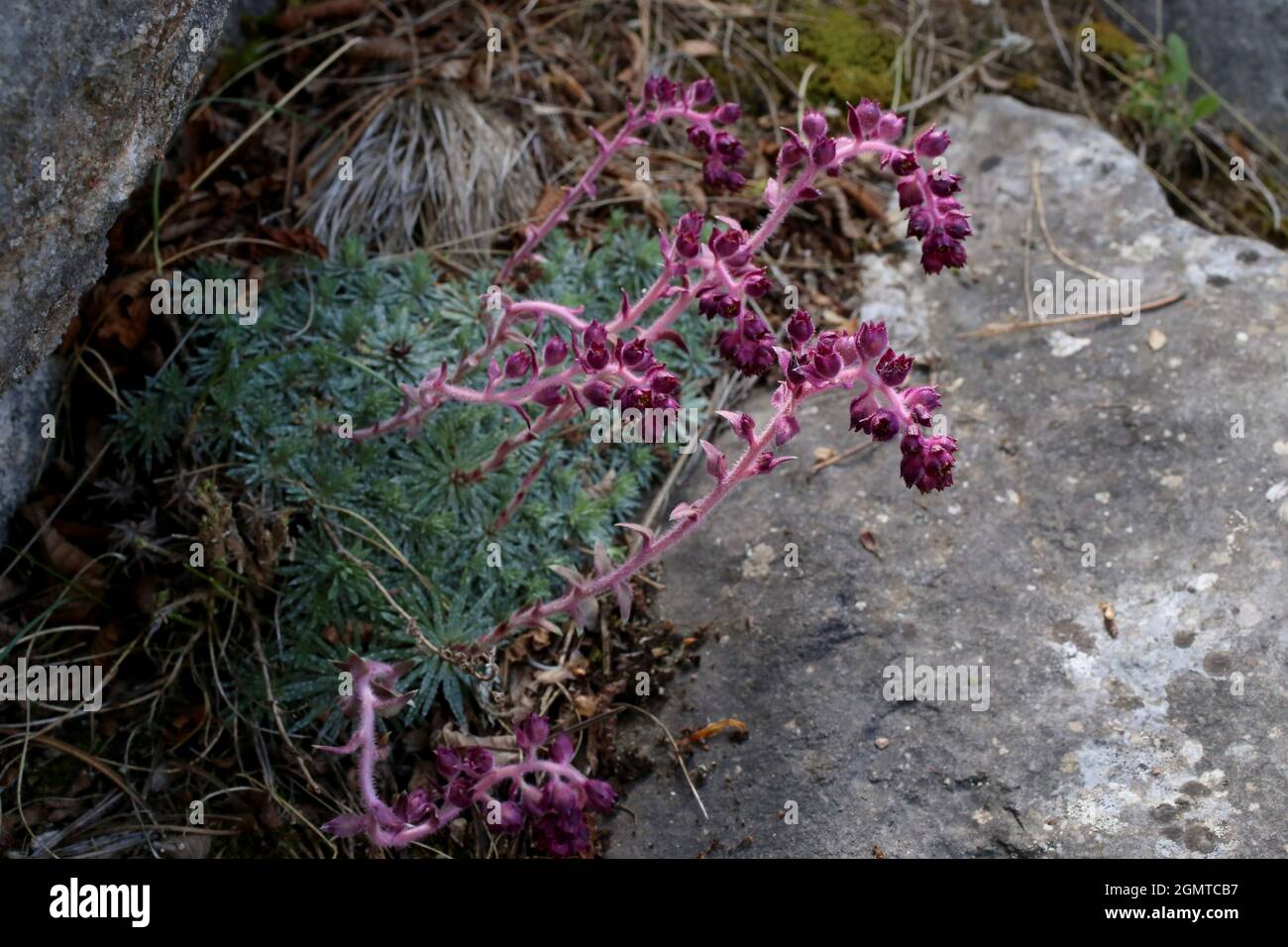 Saxifragaceae hi-res stock photography and images - Alamy