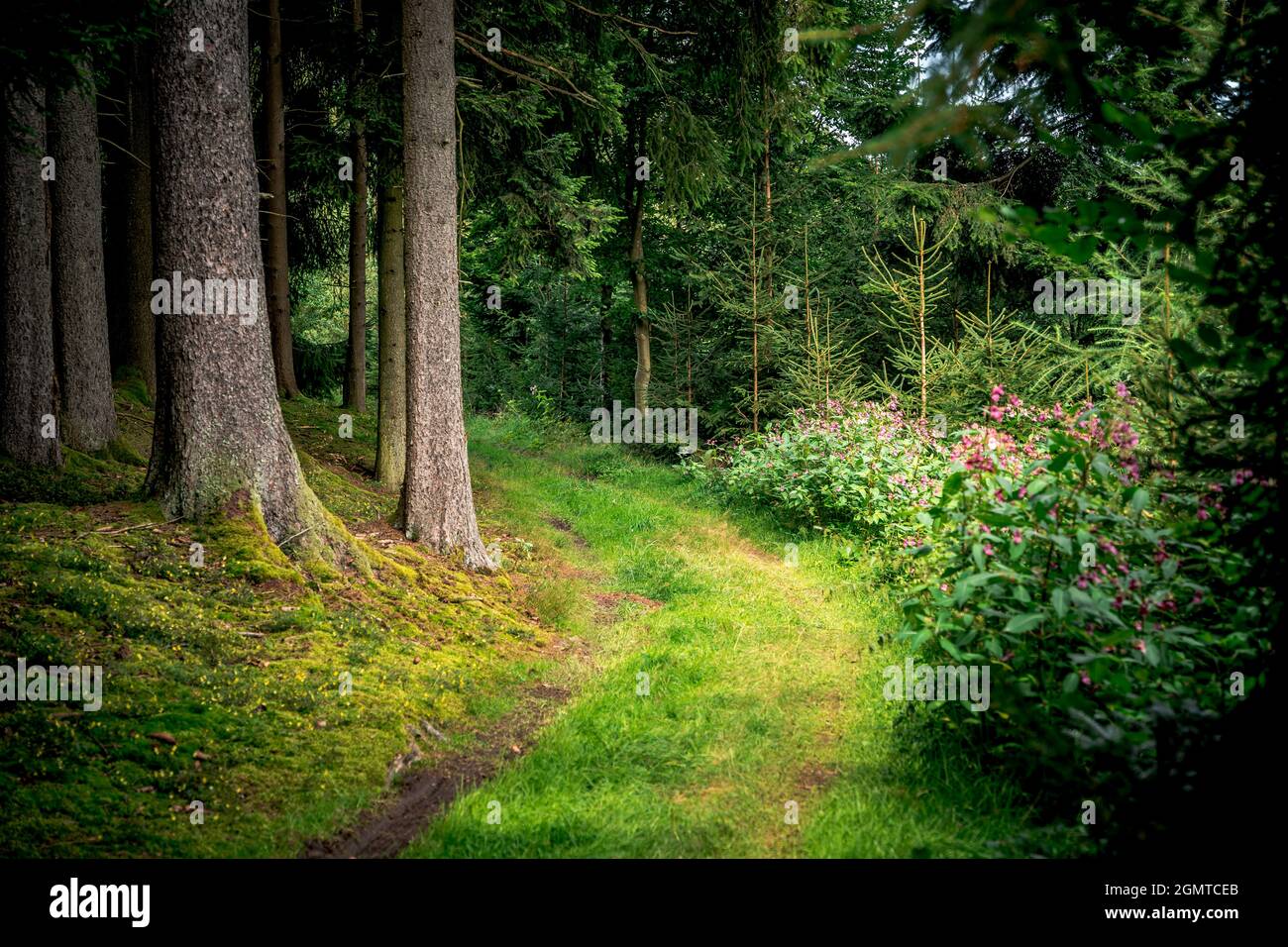 Path surrounded by tall trees and plants in Bavarian Forest Stock Photo ...