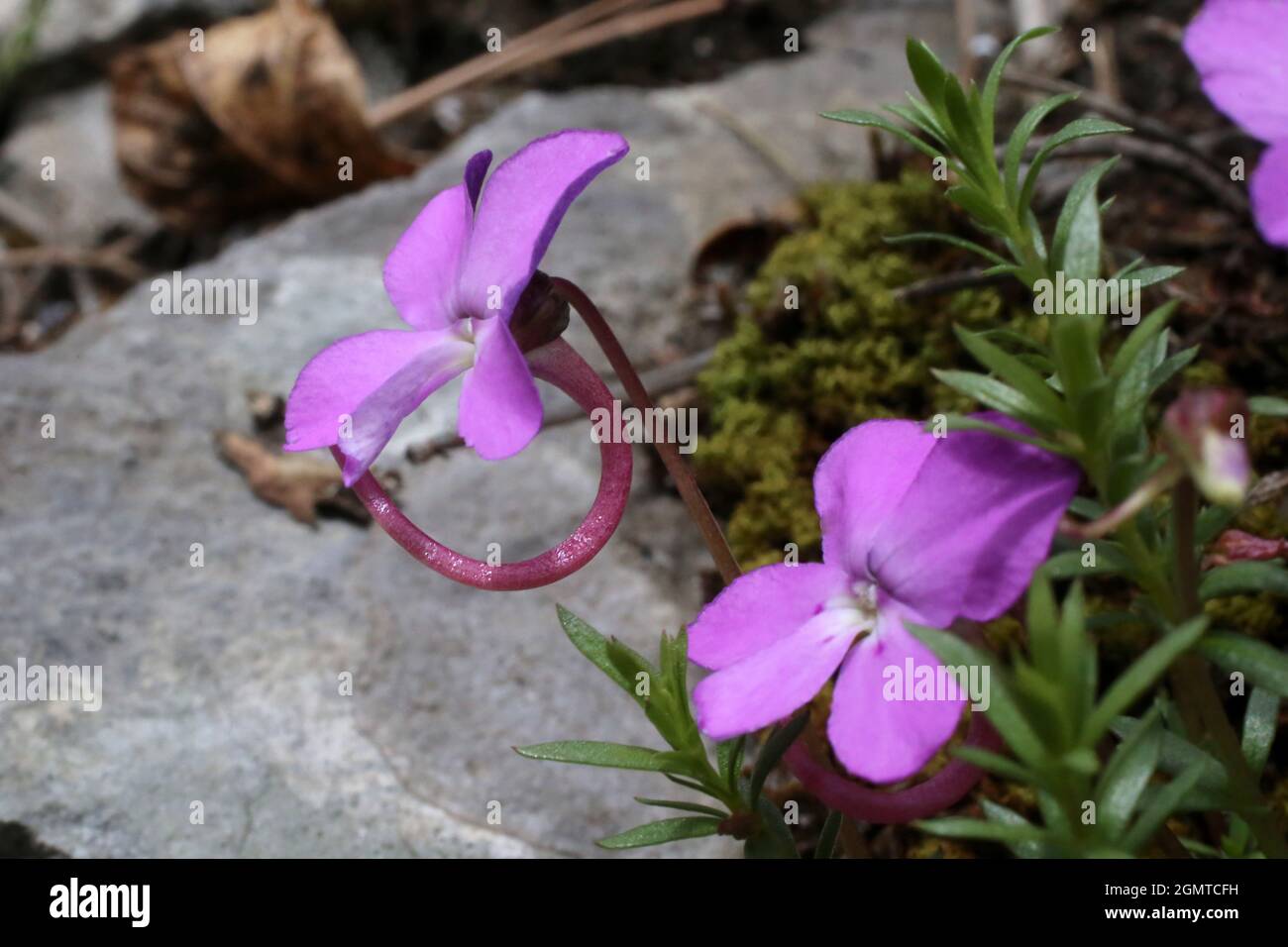 Violaceae hi-res stock photography and images - Alamy
