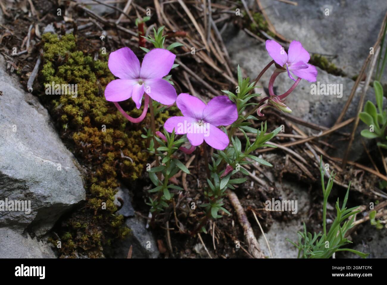 Violaceae hi-res stock photography and images - Alamy