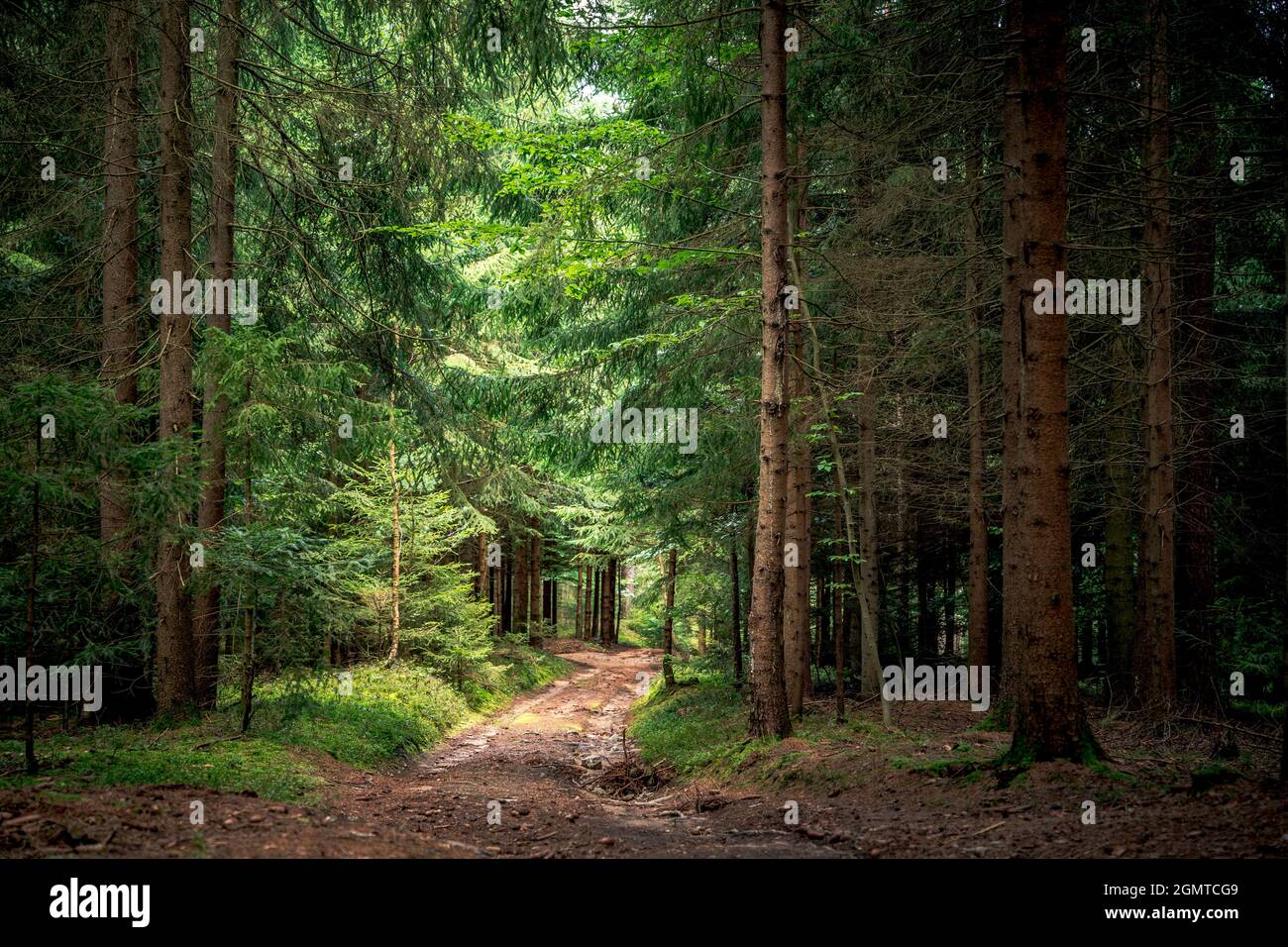 Path surrounded by tall trees and plants in Bavarian Forest Stock Photo ...