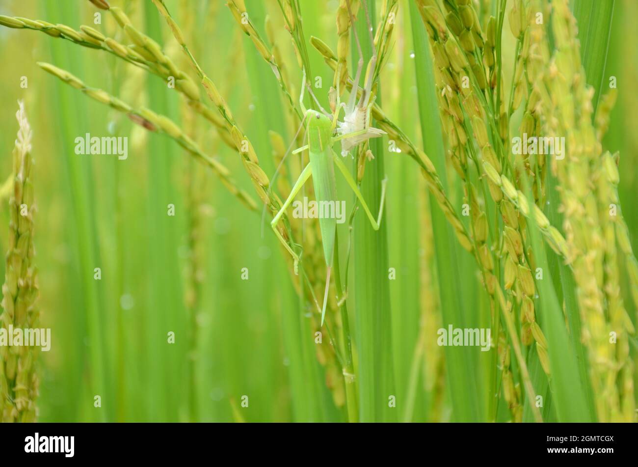 closeup the green bug insect hold on paddy plant in the farm over out ...