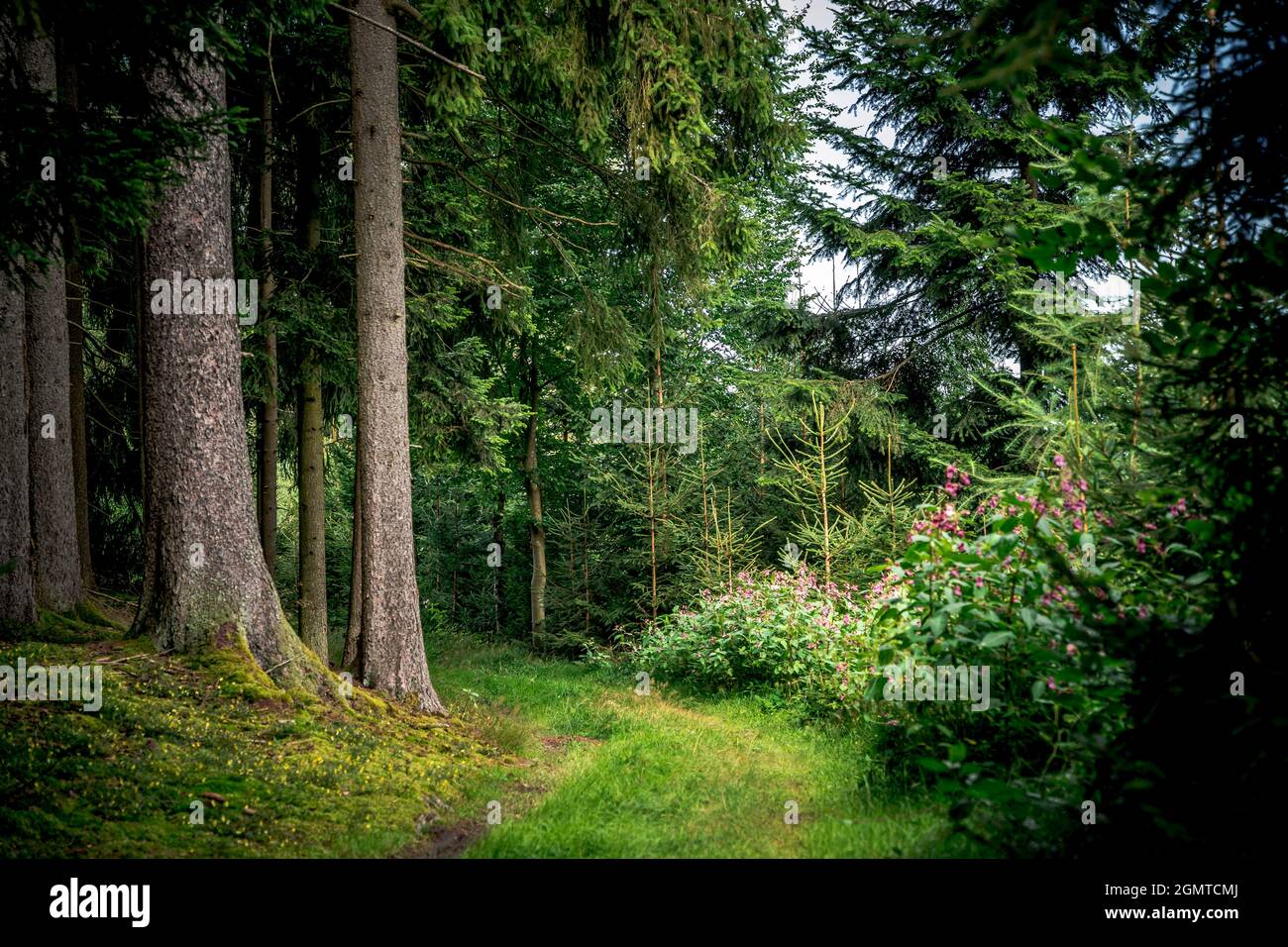 Path surrounded by tall pine trees and plants in Bavarian Forest Stock ...