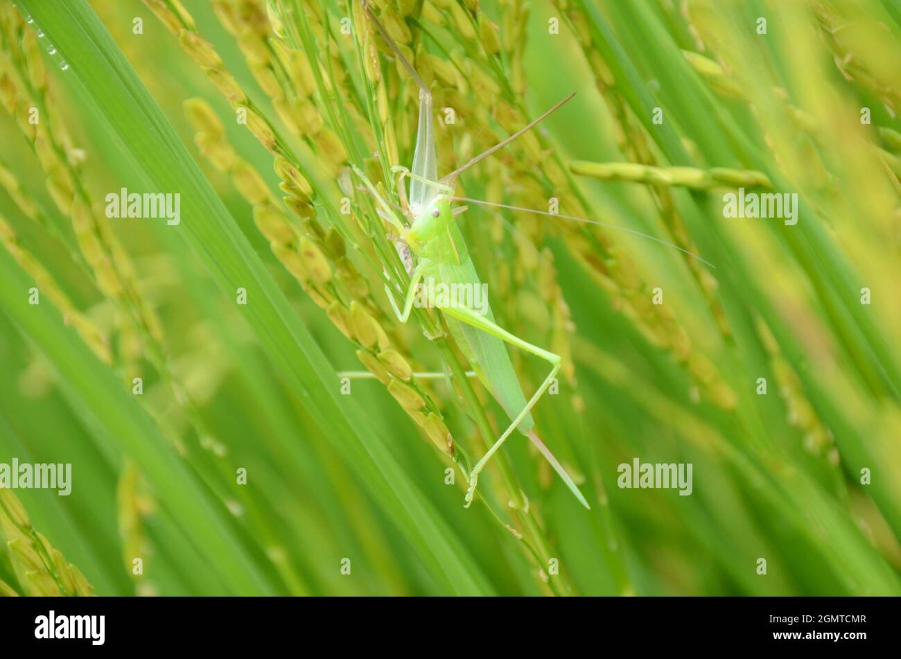 closeup the green bug insect hold on paddy plant in the farm over out ...