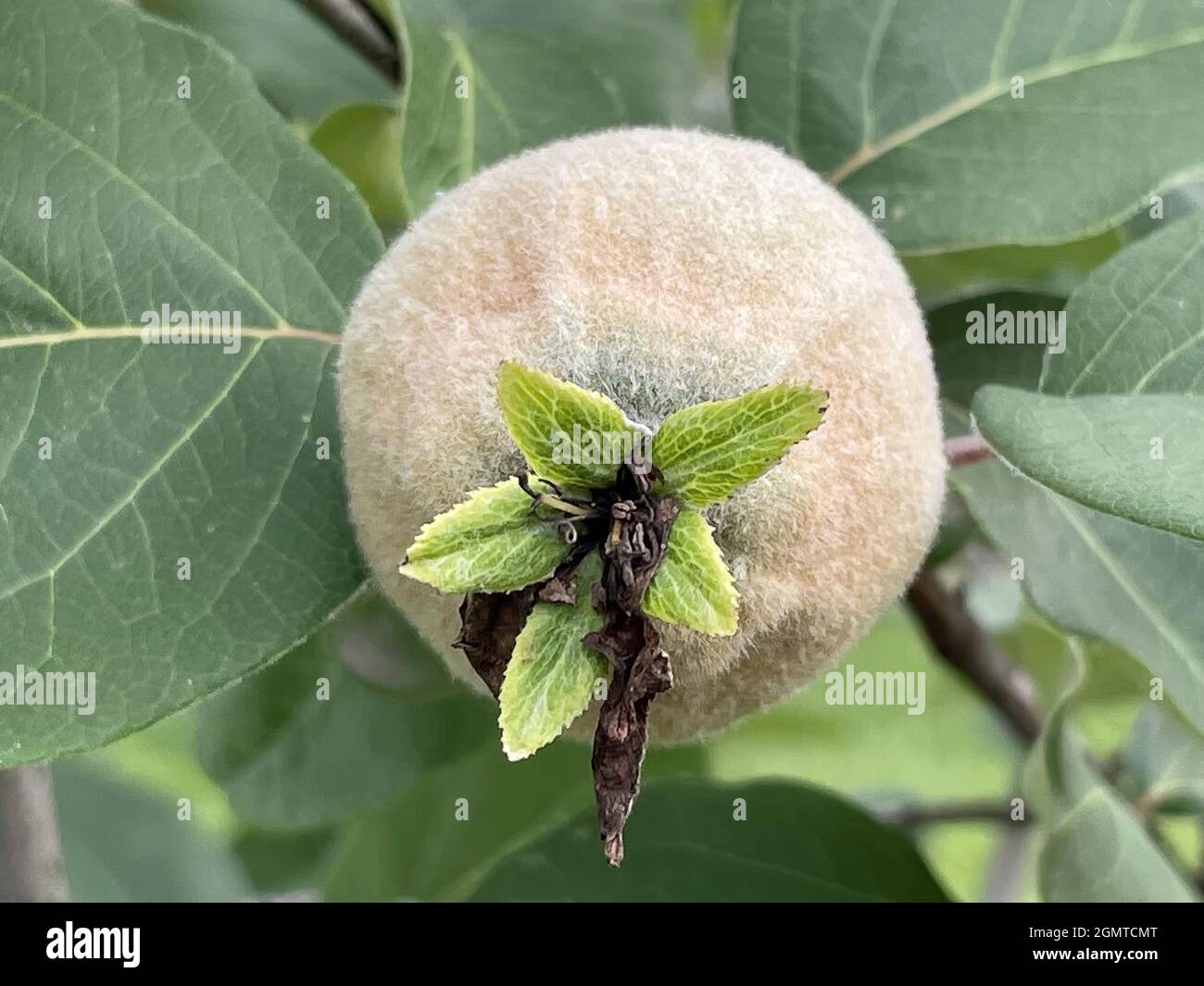 Quince Tree Leaves