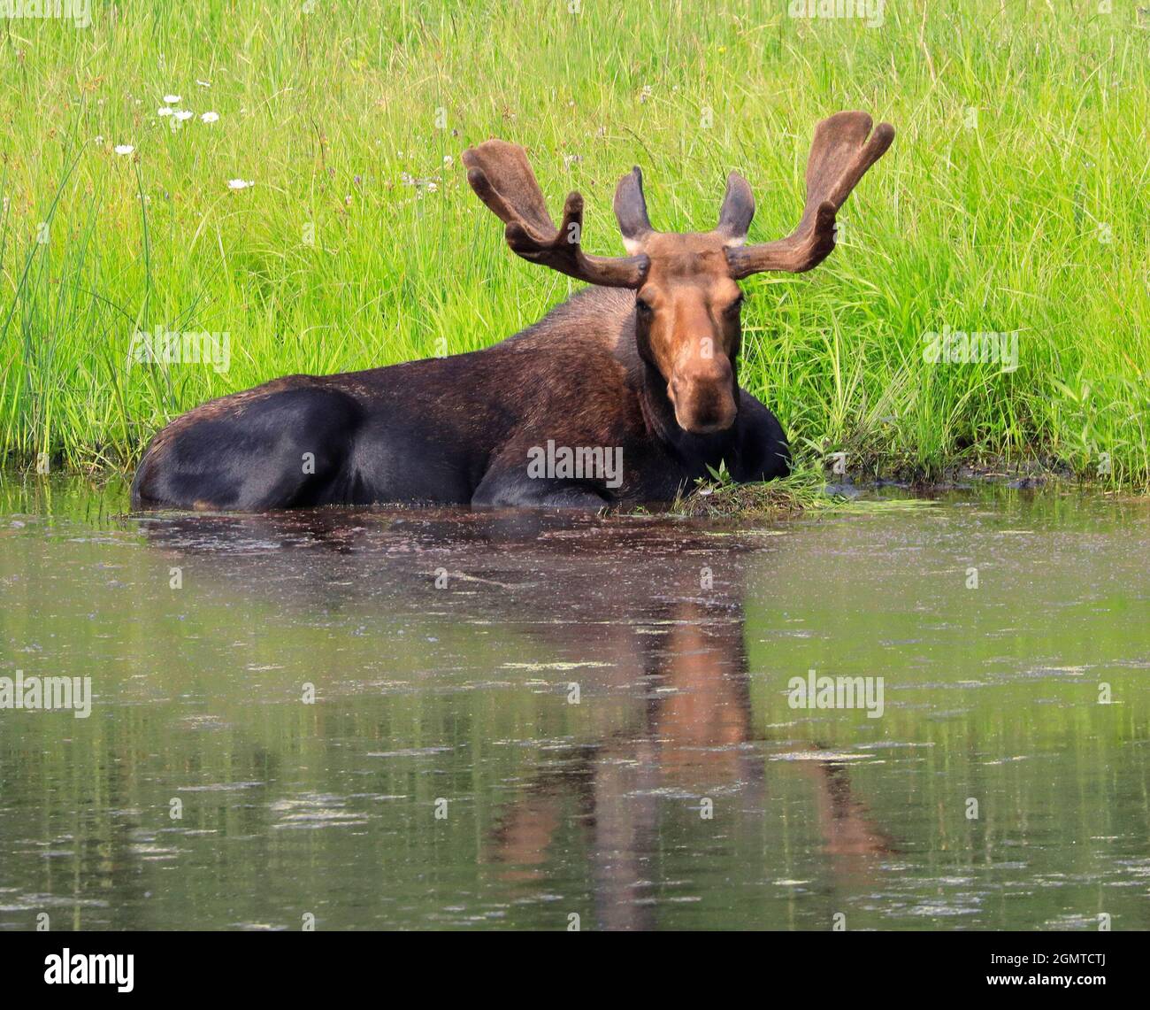 Moose canada hi-res stock photography and images - Alamy
