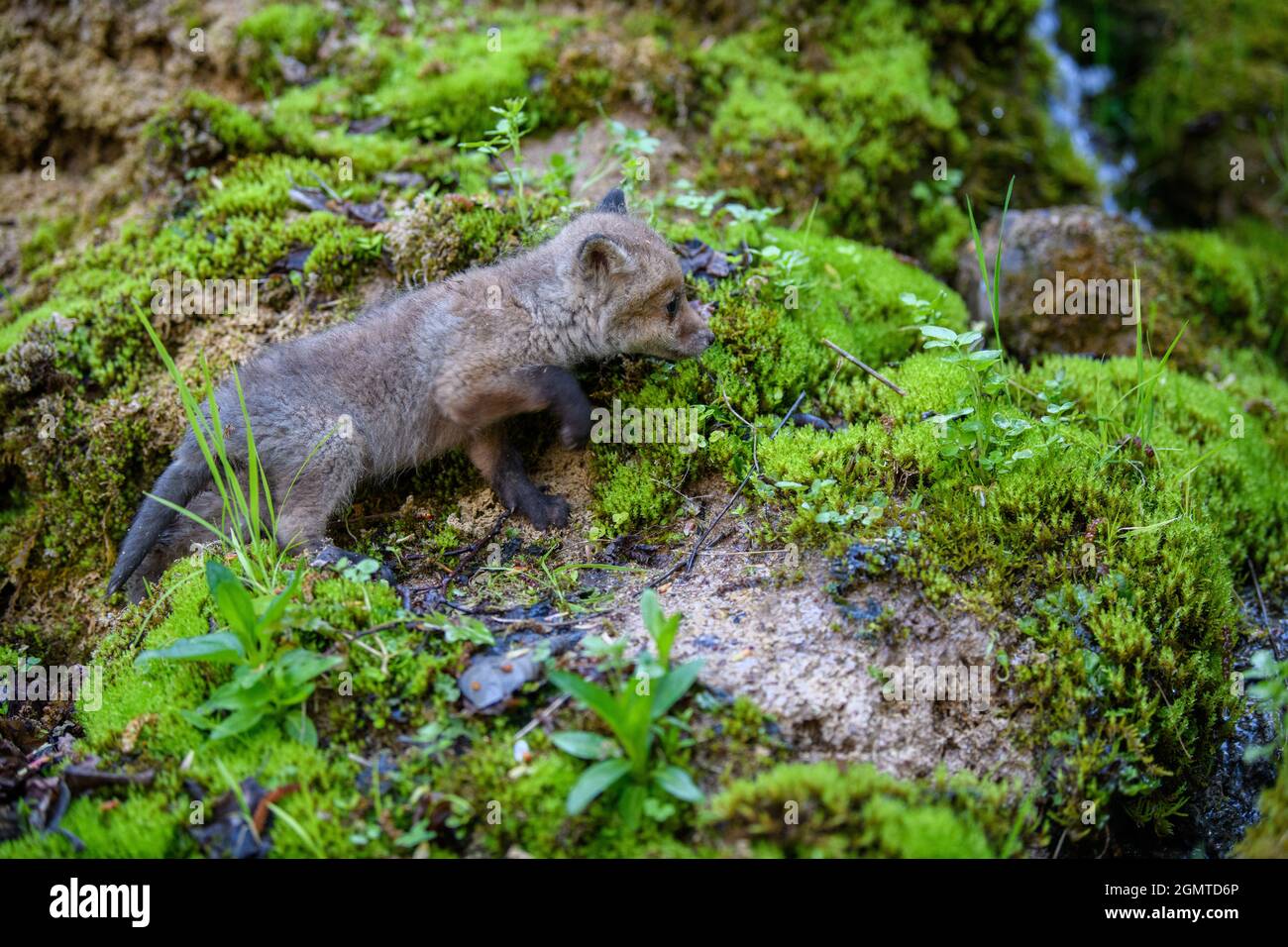 Red fox, vulpes vulpes, small young cub in forest. Cute little wild ...