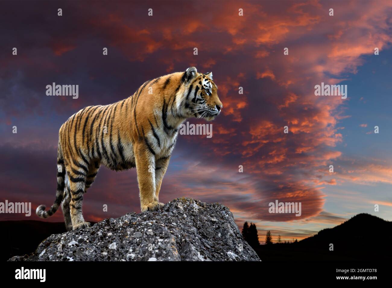 Tiger stands hi-res stock photography and images - Alamy