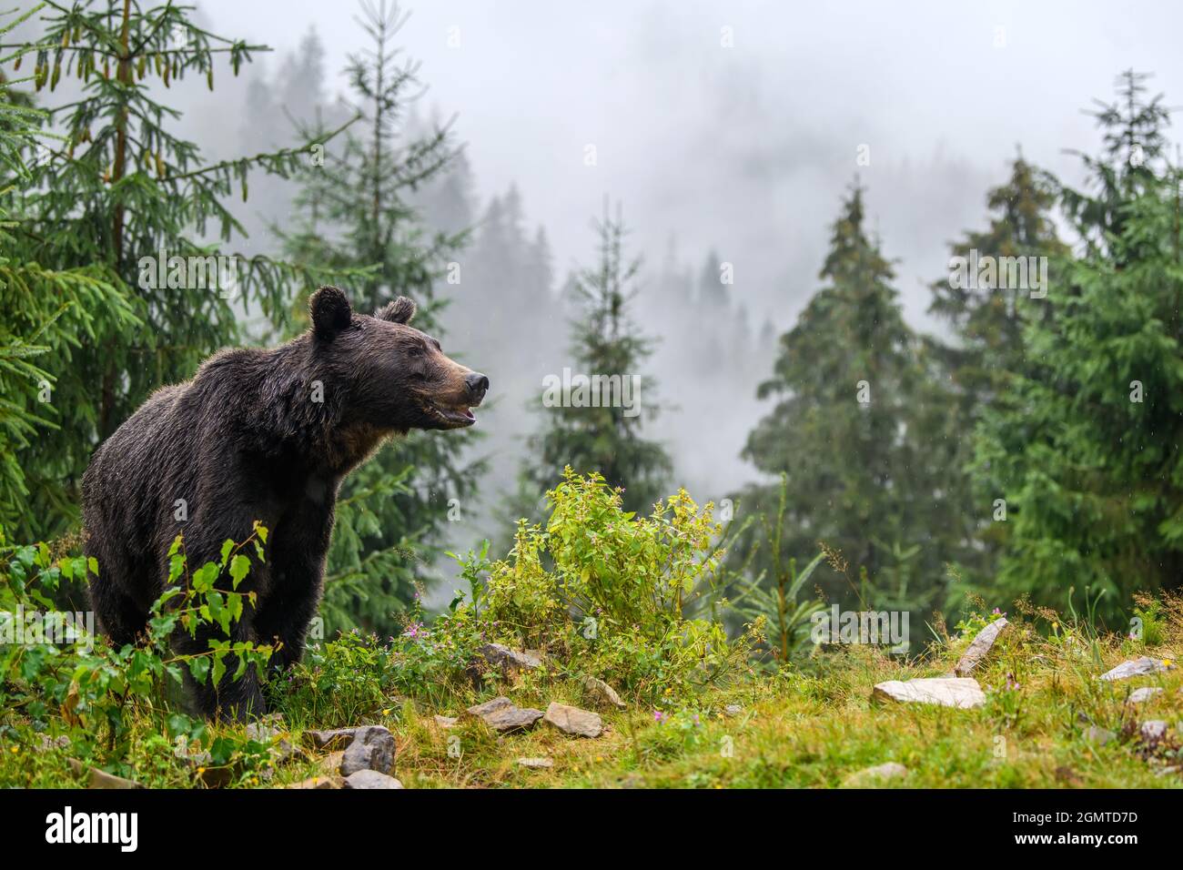 Wild Brown Bear (Ursus Arctos) in the summer forest. Animal in natural habitat. Wildlife scene ...