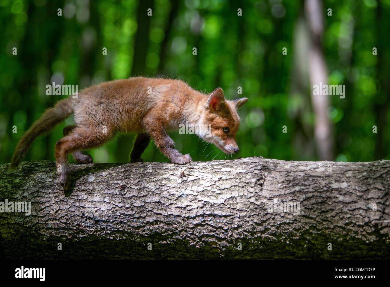 Red fox, vulpes vulpes, small young cub in forest. Cute little wild ...