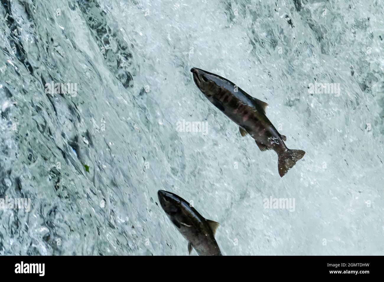 Fish Swimming Upstream Stock Photo - Alamy