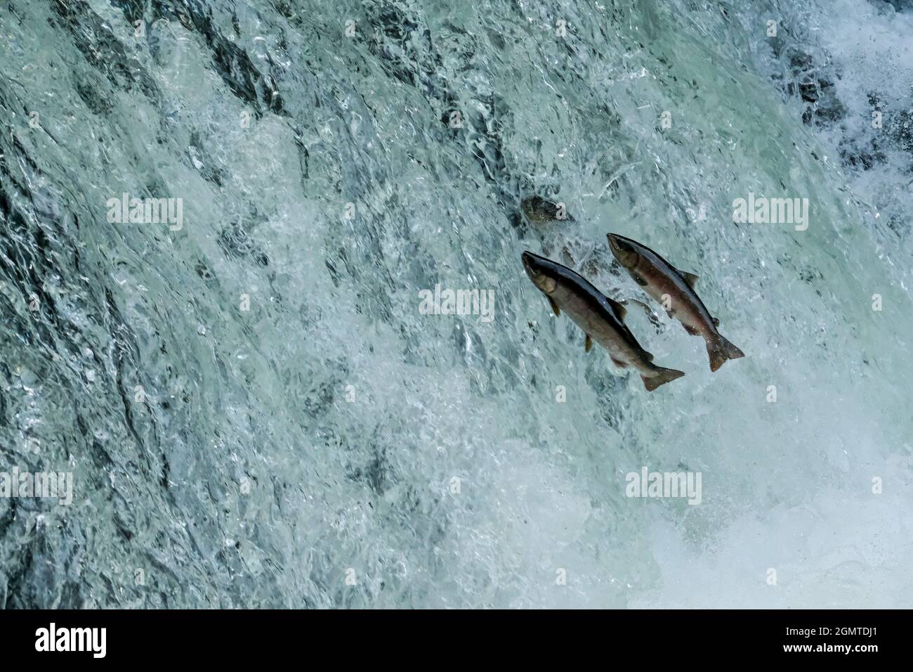 Fish Swimming Upstream