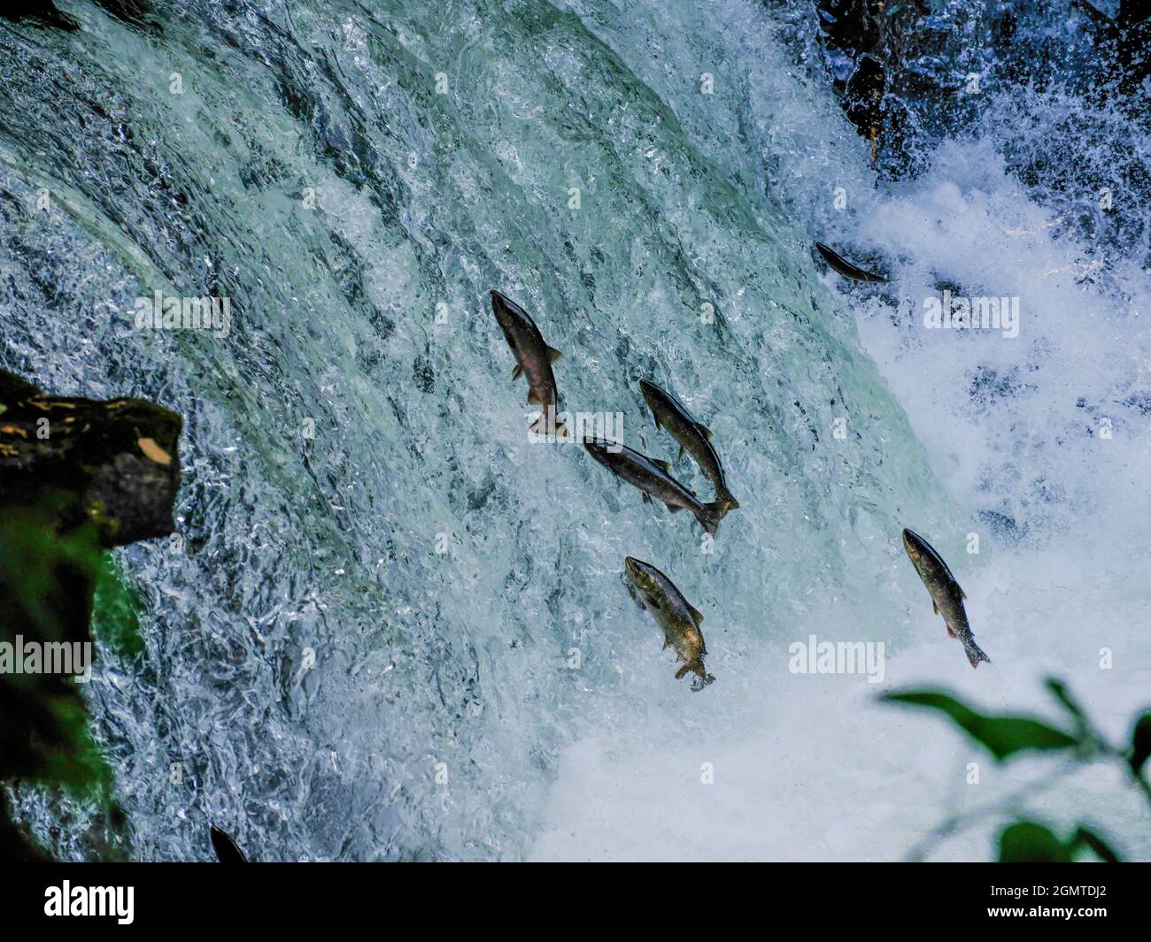 Fish Swimming Upstream Stock Photo - Alamy