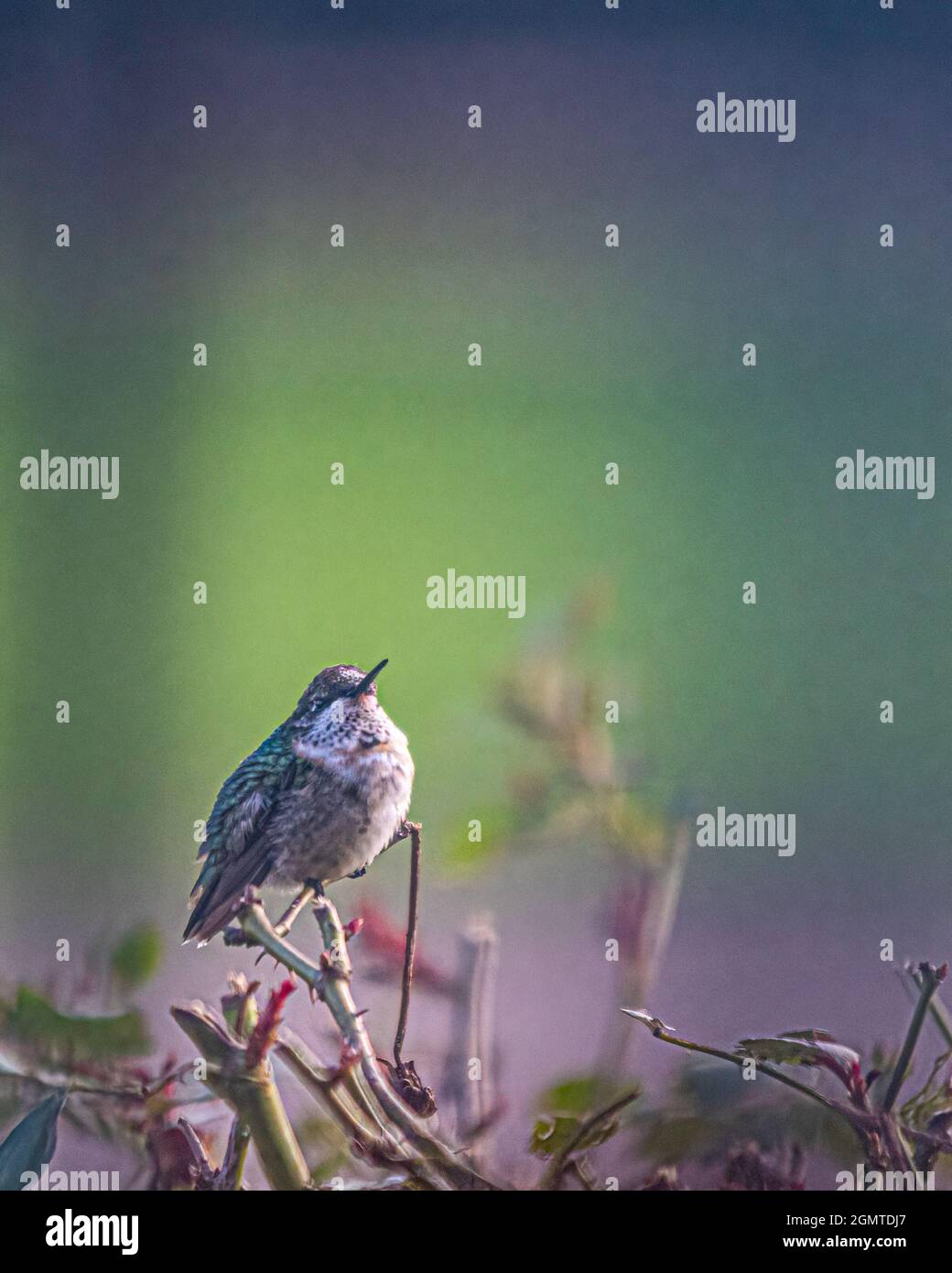 Most beautiful hummingbird hi-res stock photography and images - Alamy