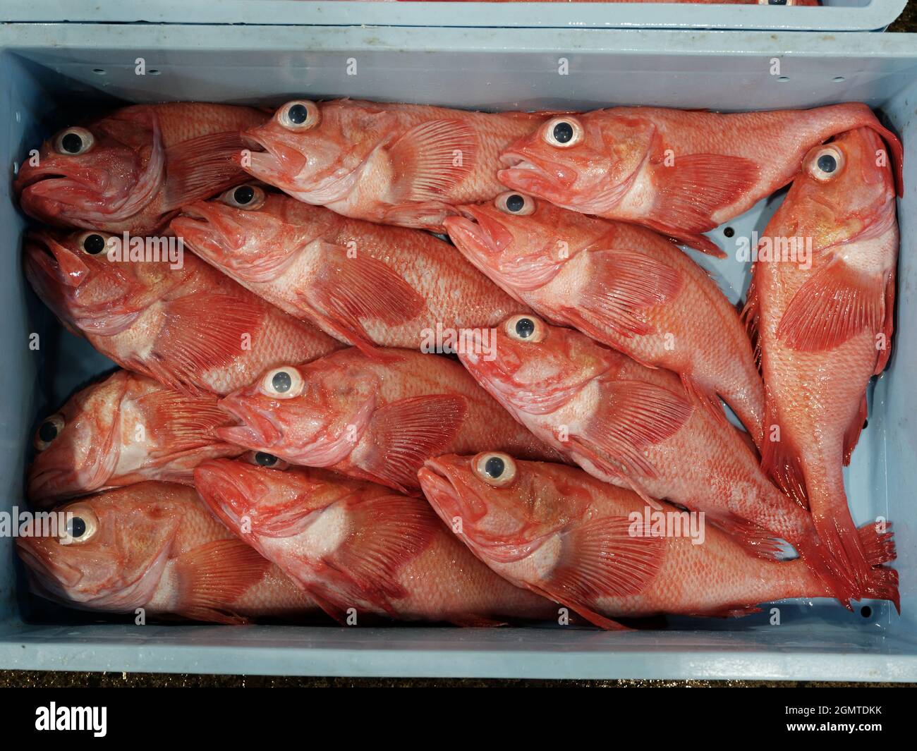 Thornyhead hi-res stock photography and images - Alamy