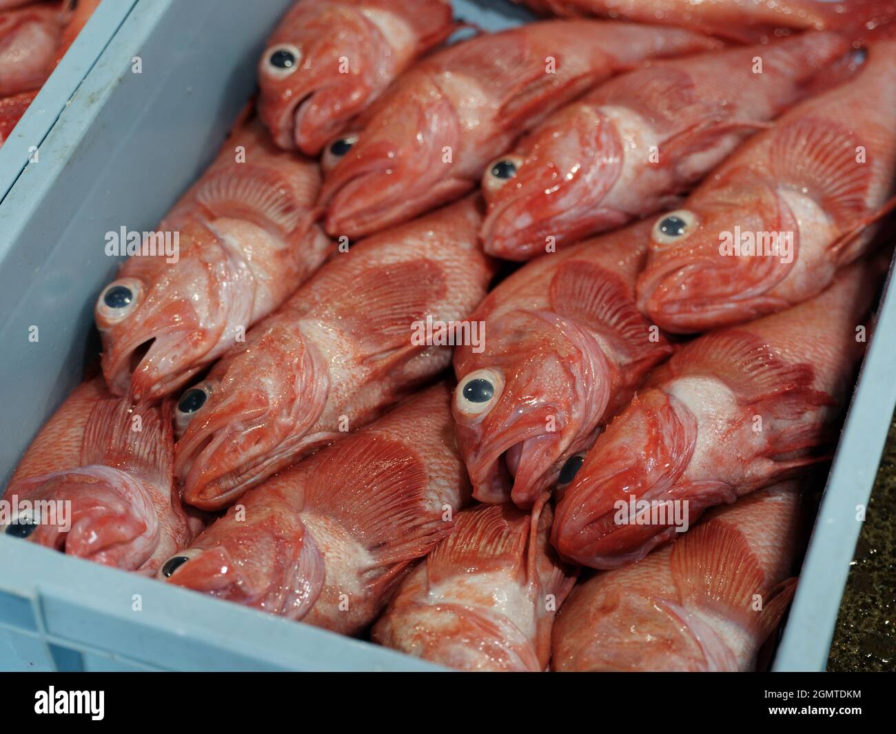 Thornyhead hi-res stock photography and images - Alamy