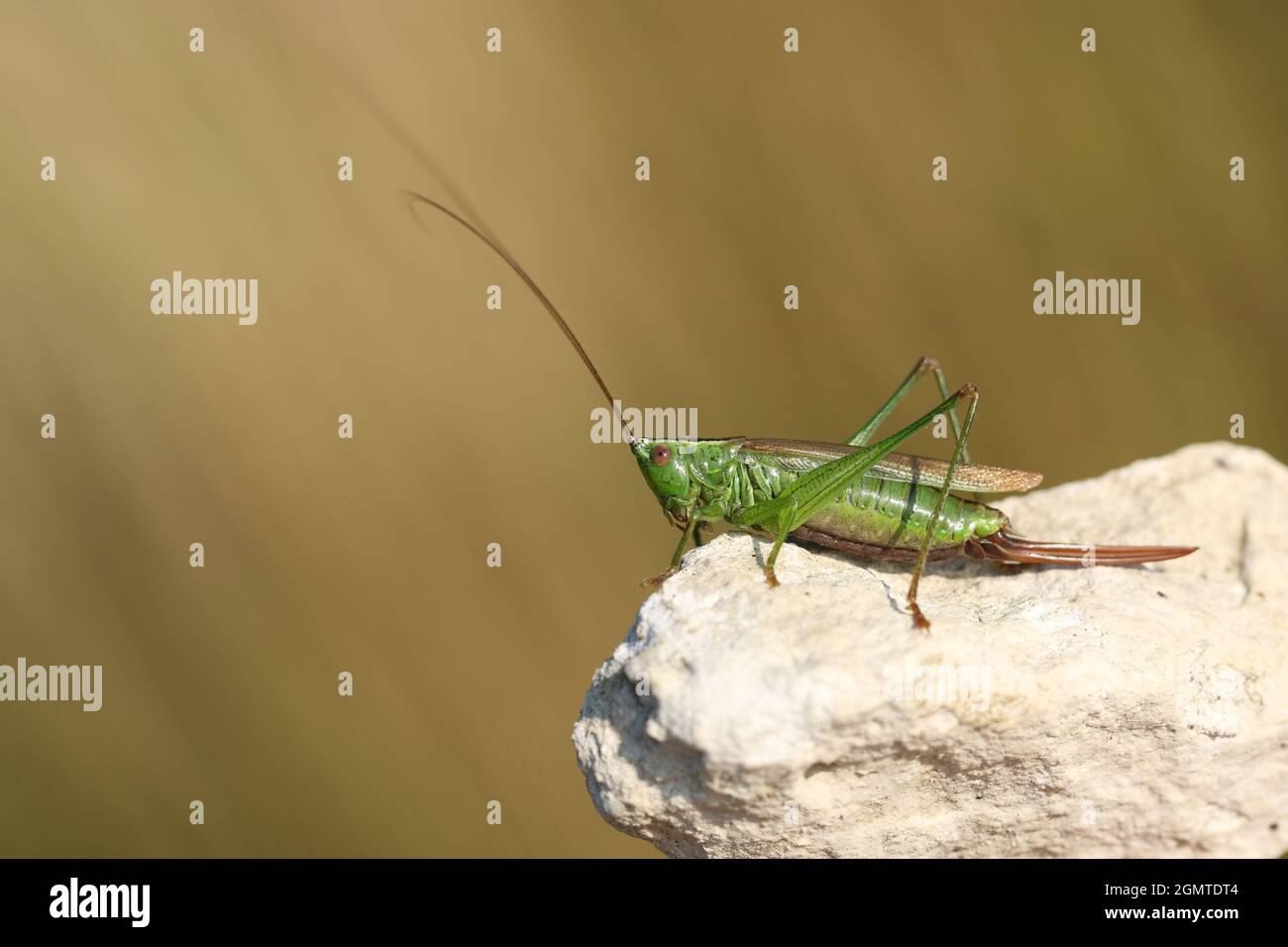 Long winged cone head cricket hi-res stock photography and images - Alamy