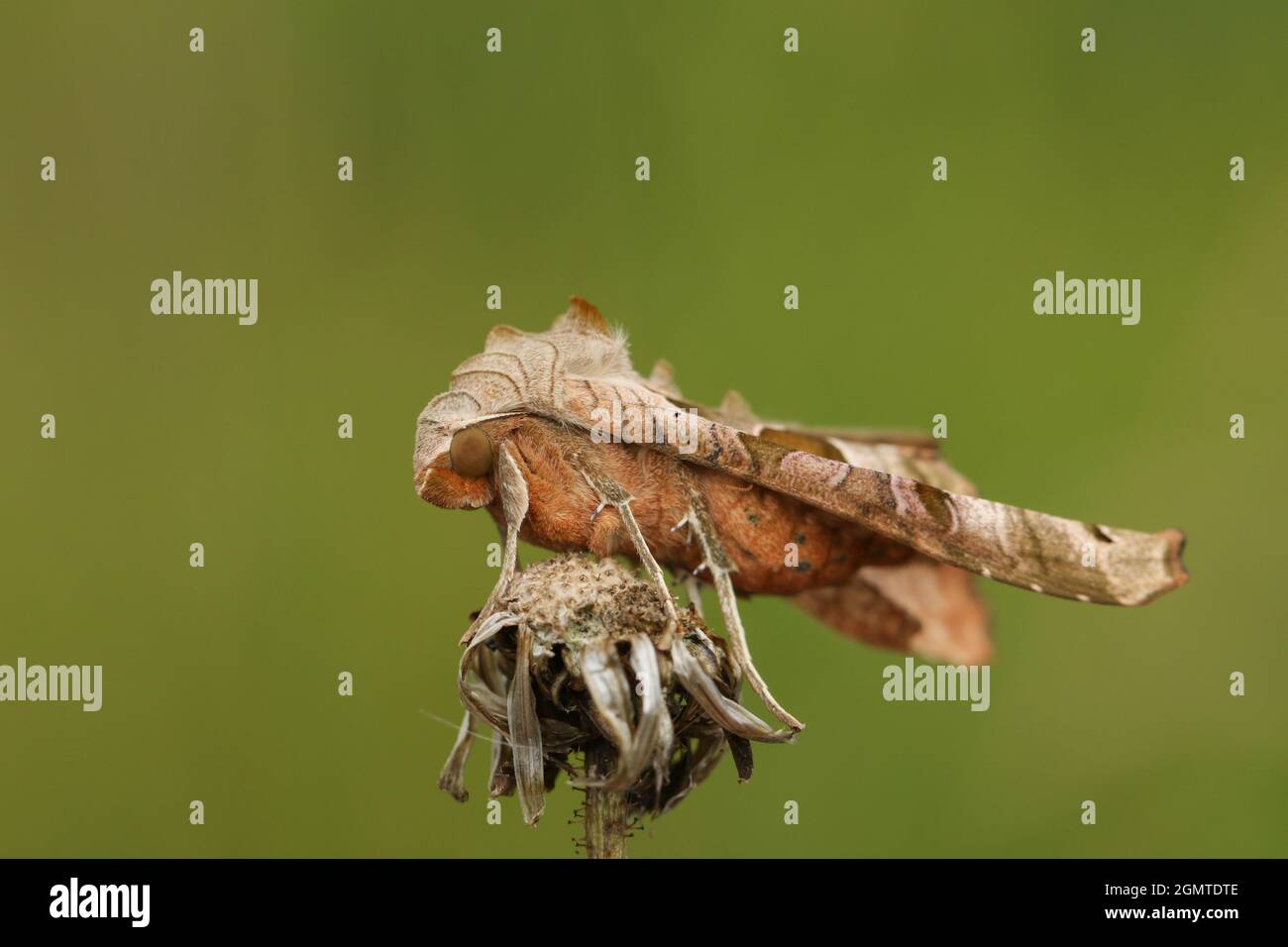 An Angle Shades Moth, Phlogophora meticulosa, roosting on the top of a ...