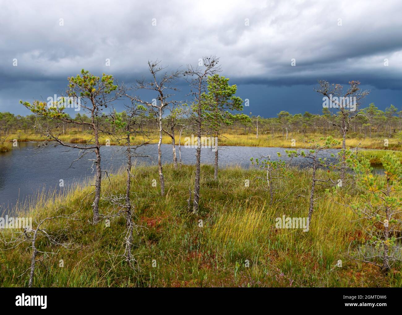Magical view of the bog in autumn, beautiful bog vegetation ...