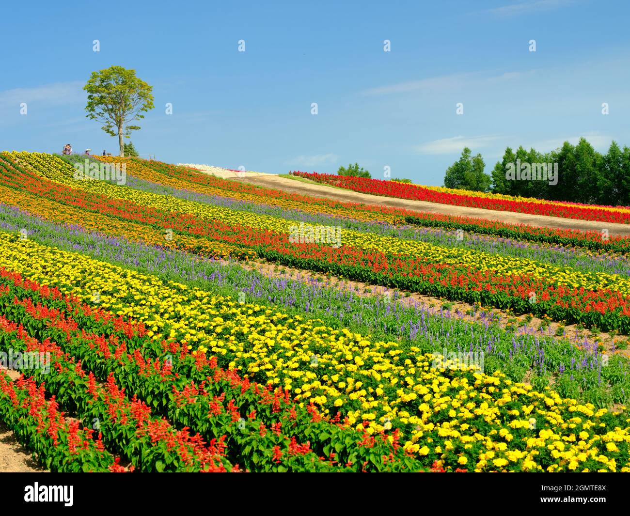 Large Flower Field Stock Photo - Alamy