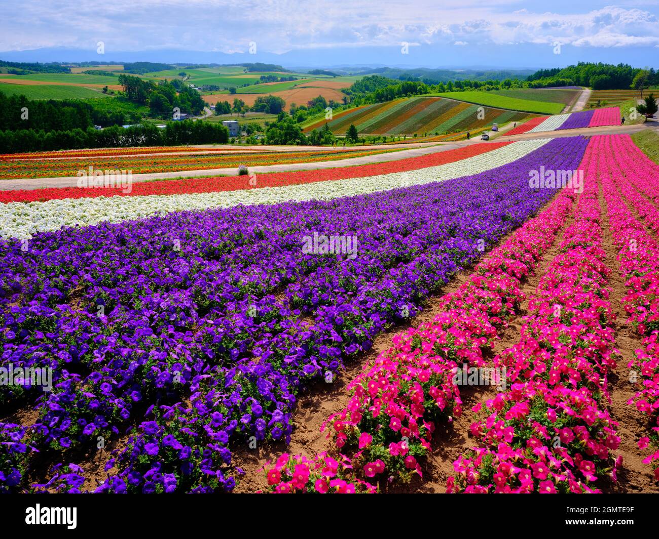 Large Flower Field Stock Photo - Alamy