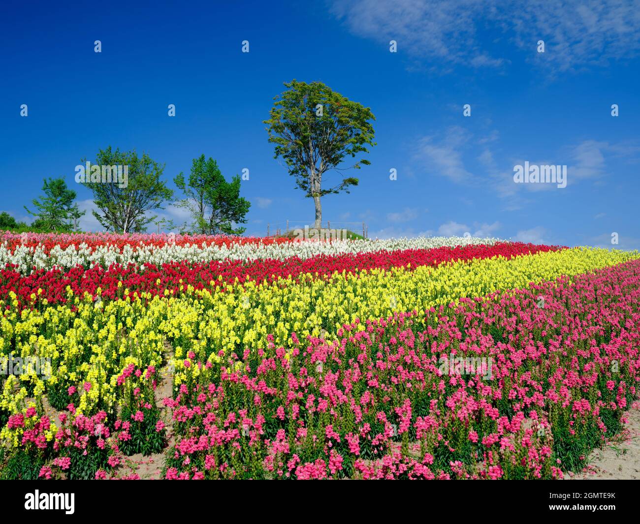 Large Flower Field Stock Photo - Alamy