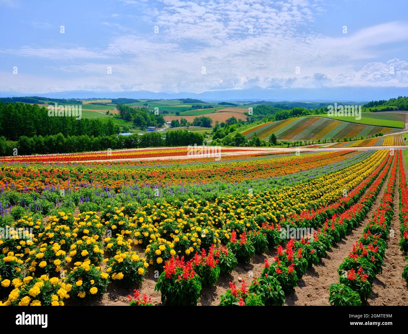 Large Flower Field Stock Photo - Alamy