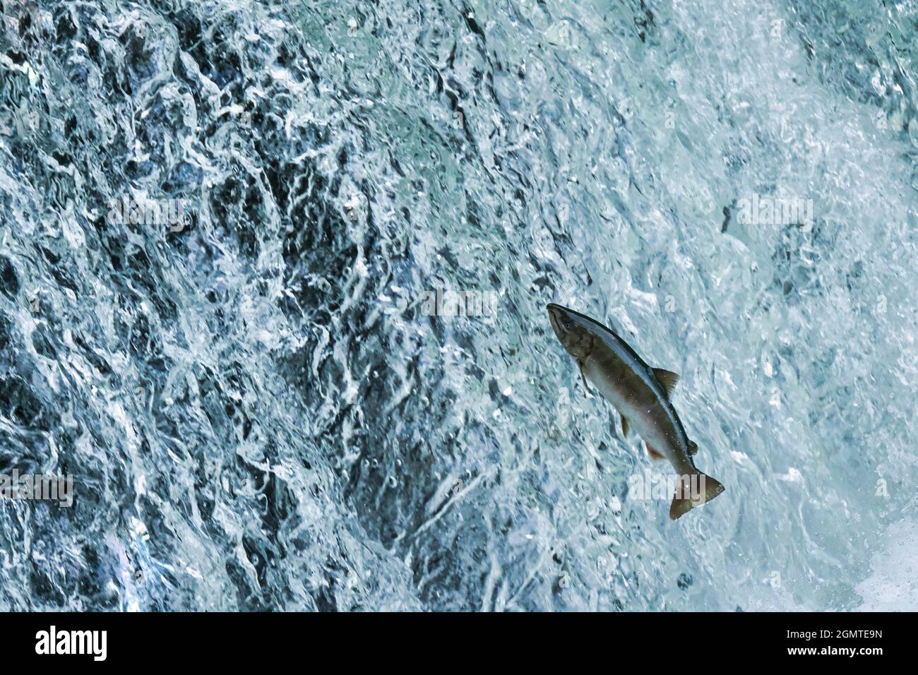 Fish Swimming Upstream Stock Photo - Alamy