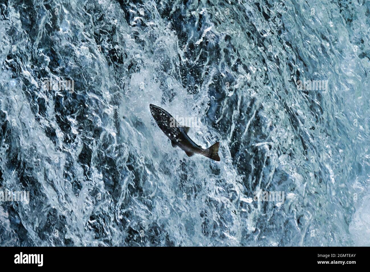 Fish Swimming Upstream Stock Photo - Alamy