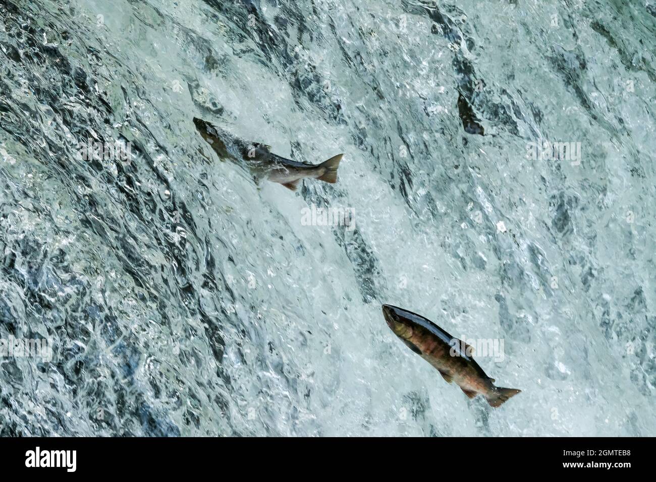 Fish Swimming Upstream Stock Photo - Alamy