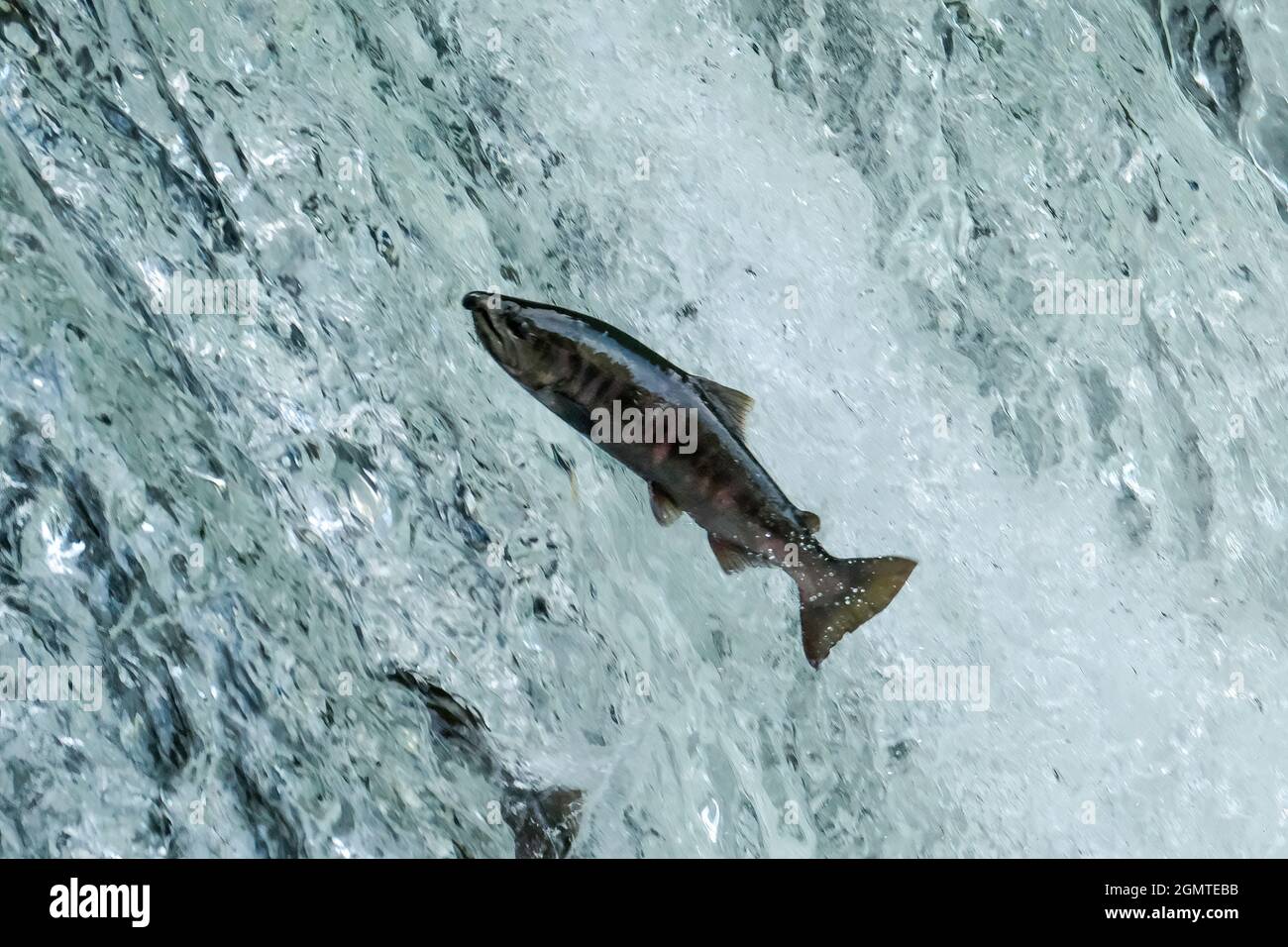 Fish Swimming Upstream