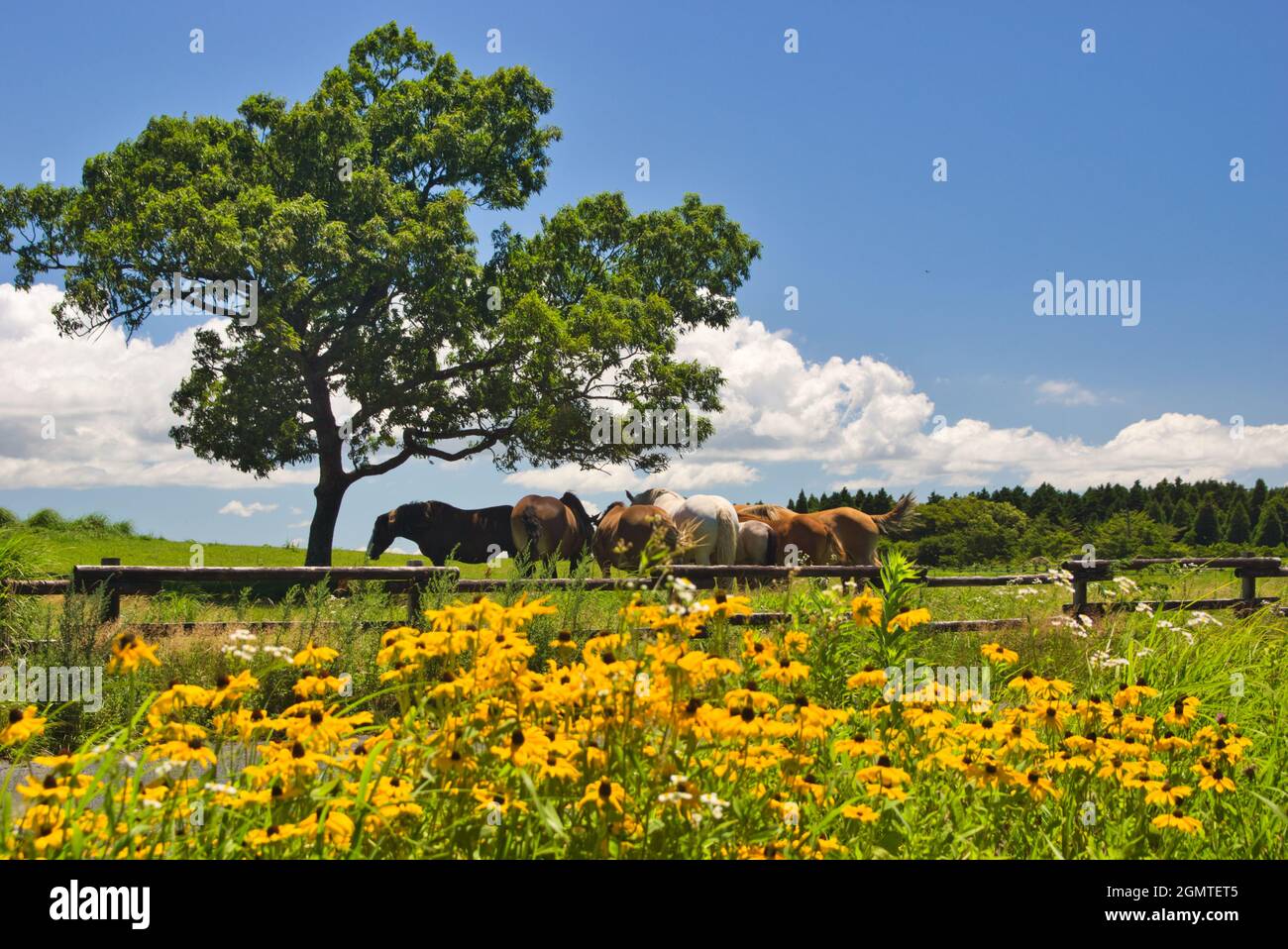 Ranch in Aso, Kumamoto Prefecture, Japan Stock Photo - Alamy