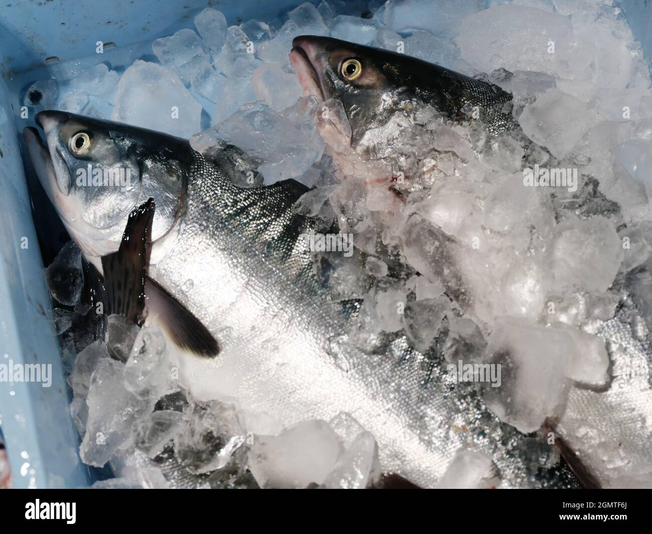 Frozen salmon hi-res stock photography and images - Alamy