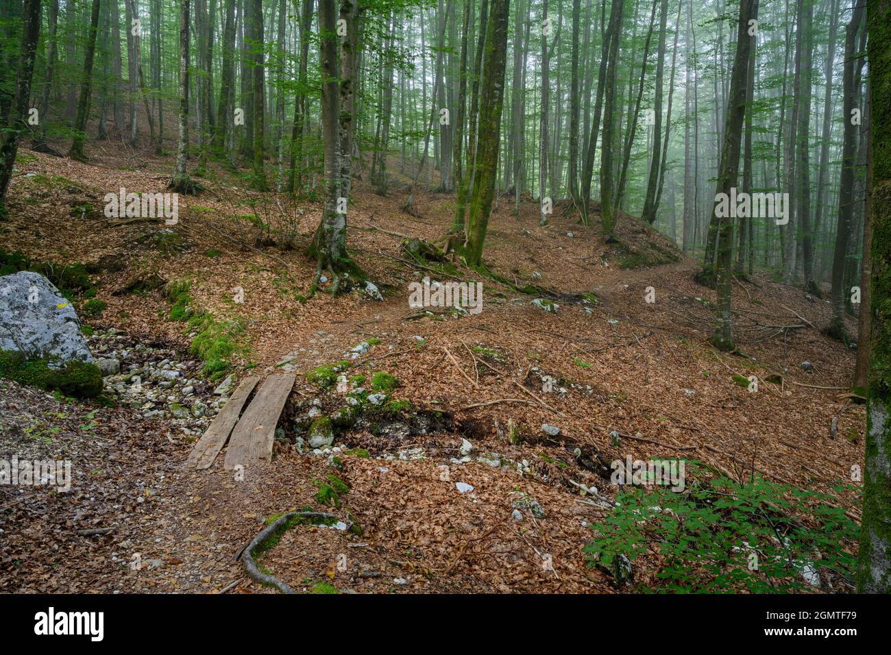 Forest path in the mist Stock Photo - Alamy