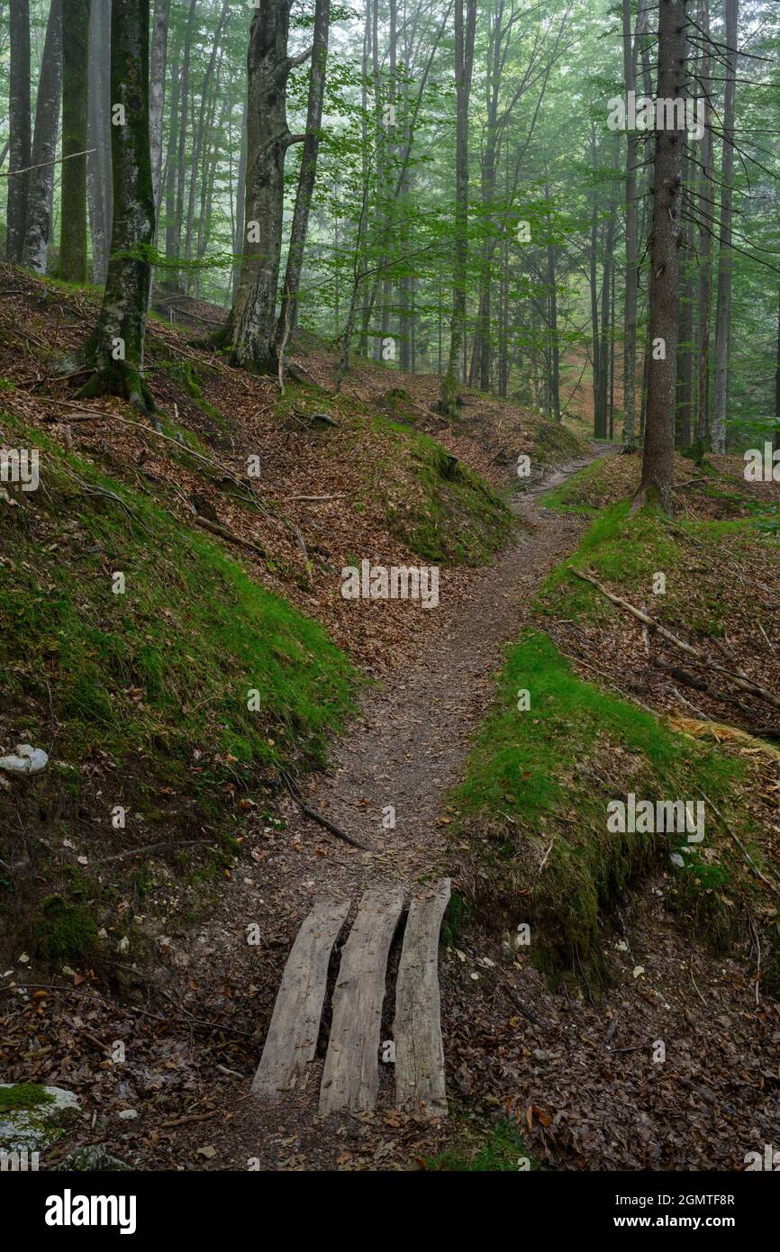 Forest path in the mist Stock Photo - Alamy