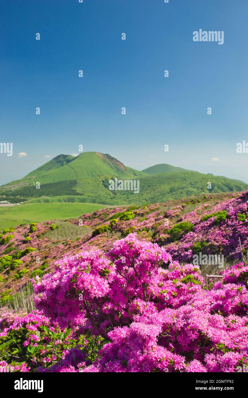 Kyushu kuju flower park hi-res stock photography and images - Alamy