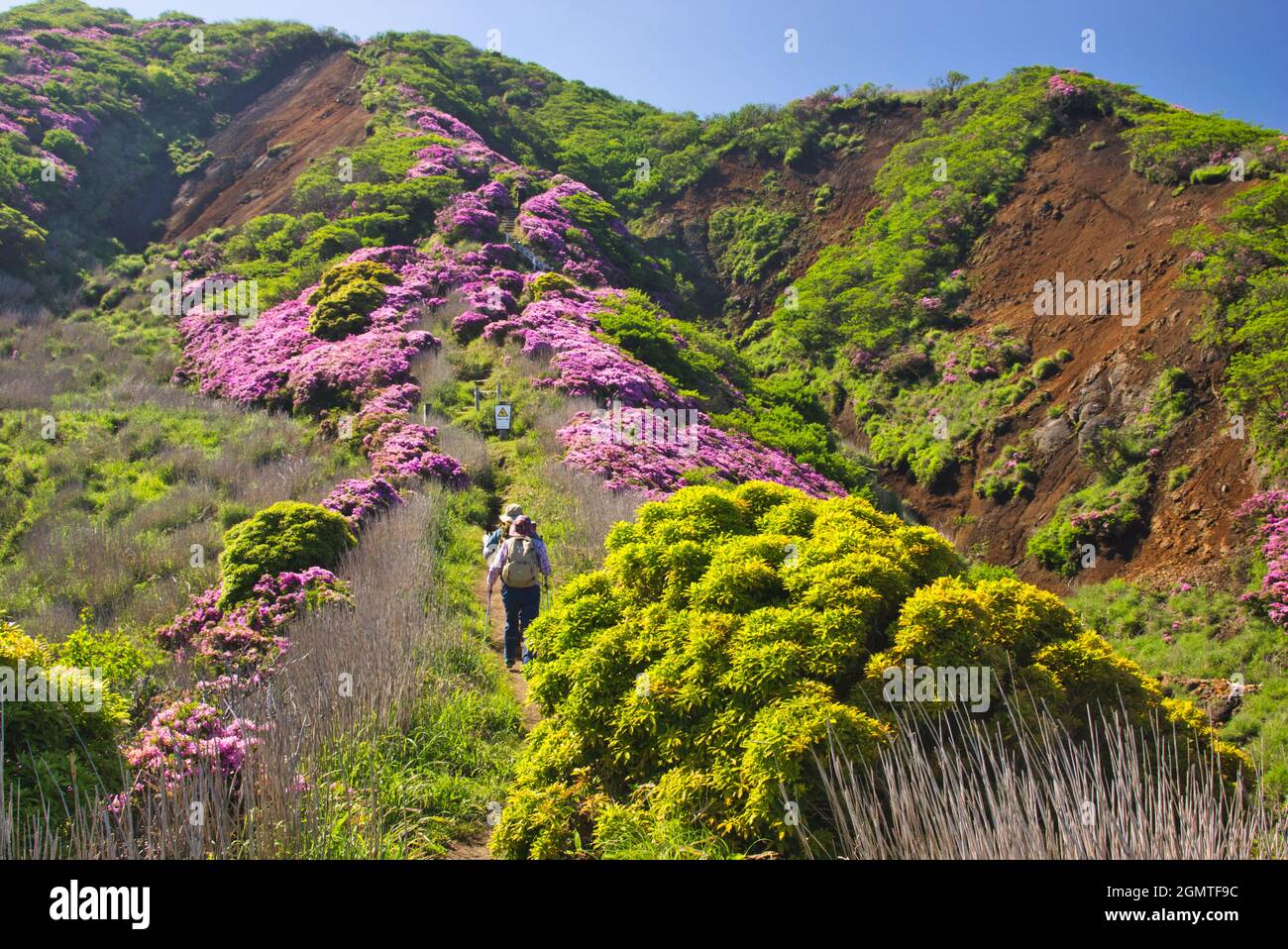 Kyushu Azalea in Kusasenrigahama, Kumamoto Prefecture, Japan Stock ...