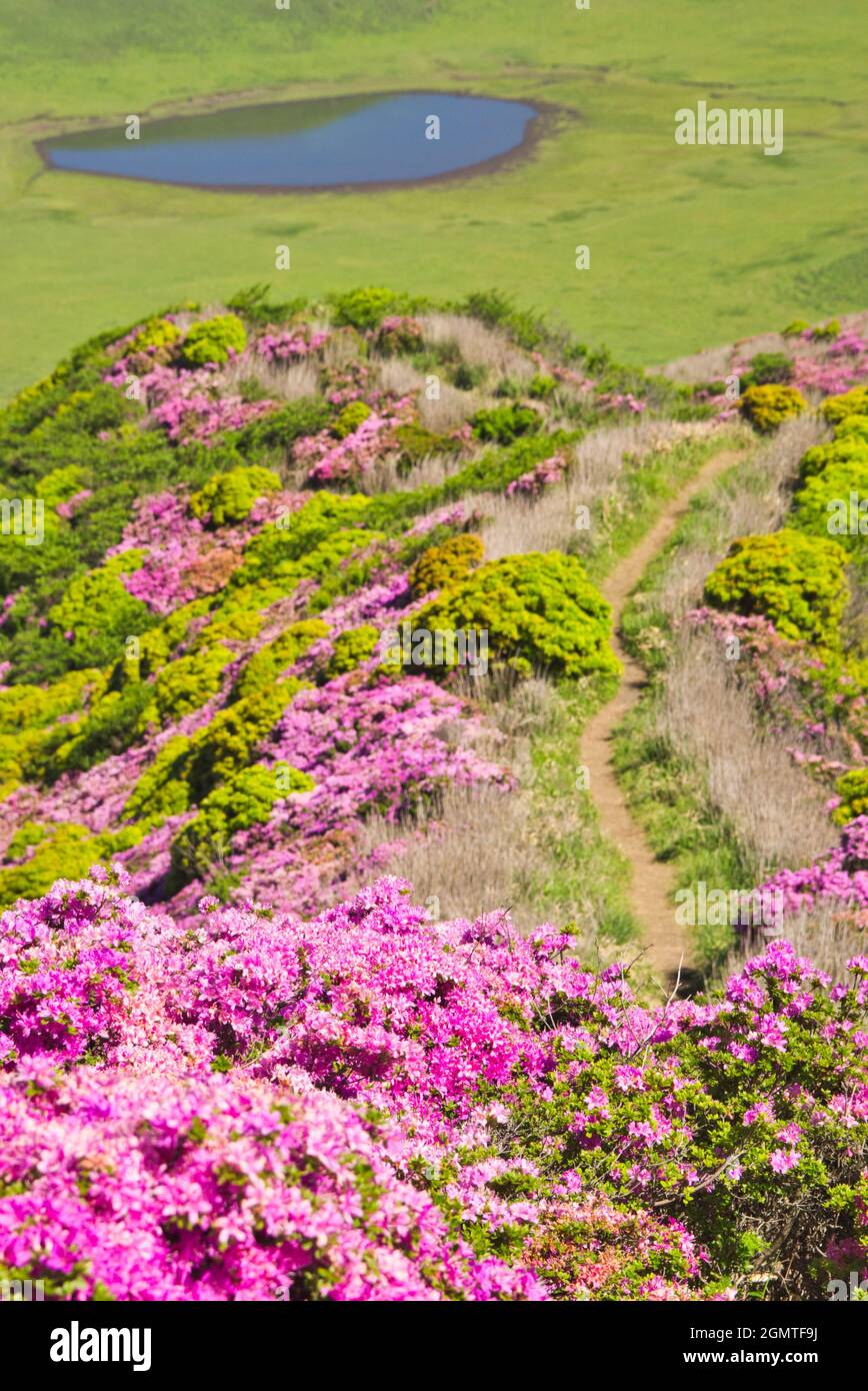 Kyushu kuju flower park hi-res stock photography and images - Alamy
