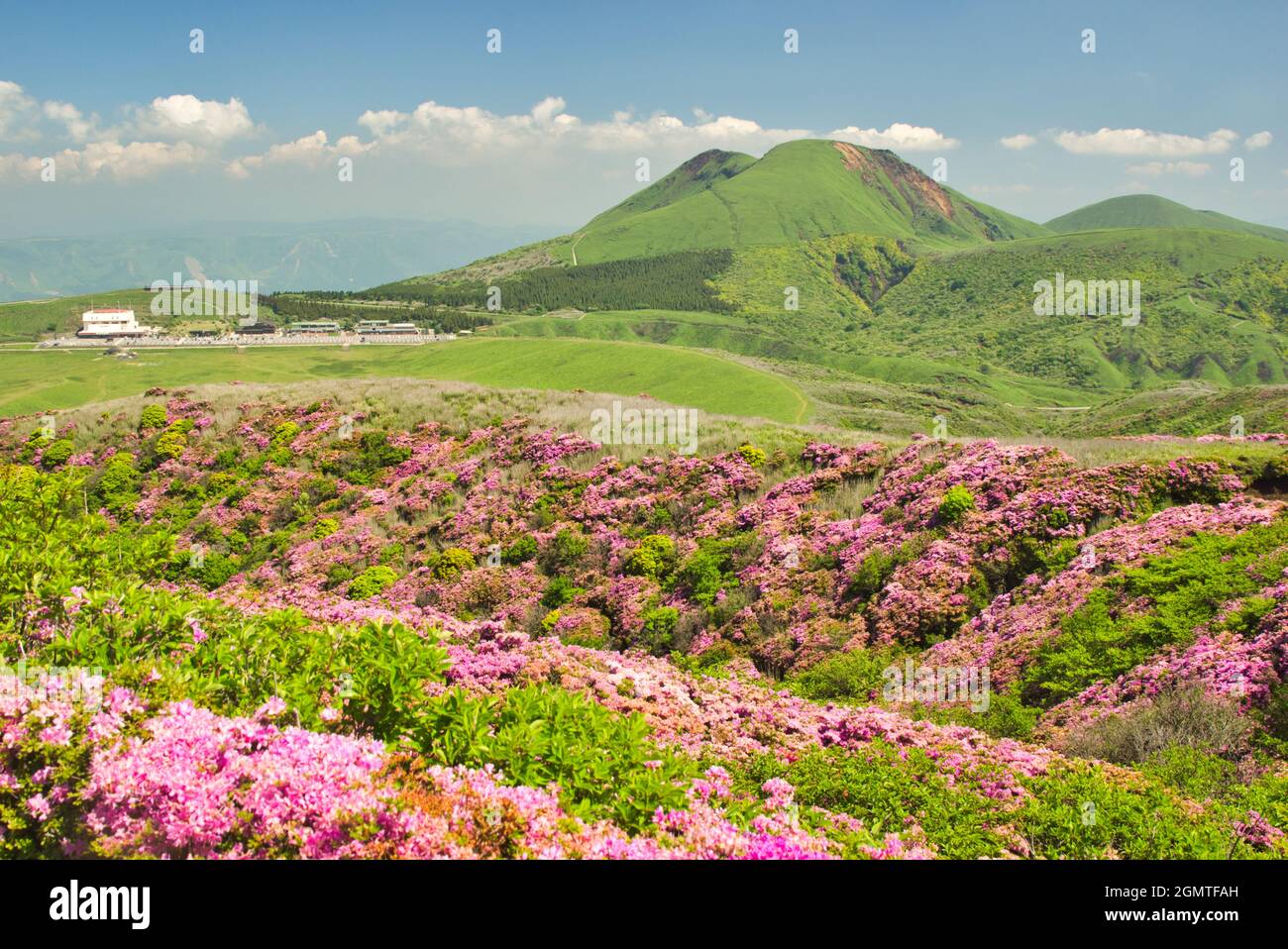 Kyushu Azalea in Kusasenrigahama, Kumamoto Prefecture, Japan Stock ...