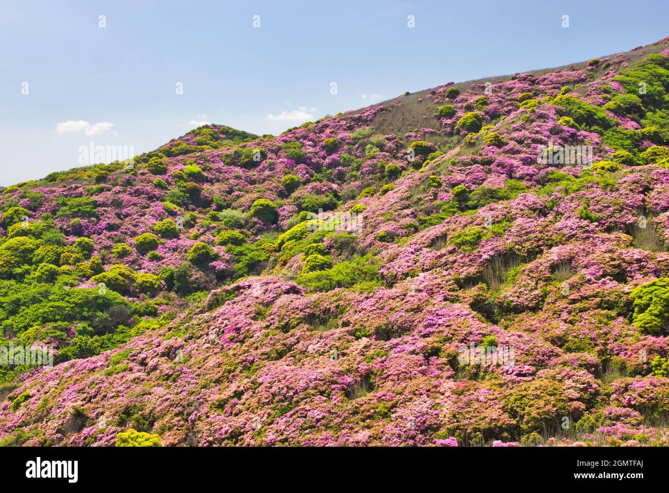 Kyushu Azalea in Kusasenrigahama, Kumamoto Prefecture, Japan Stock ...