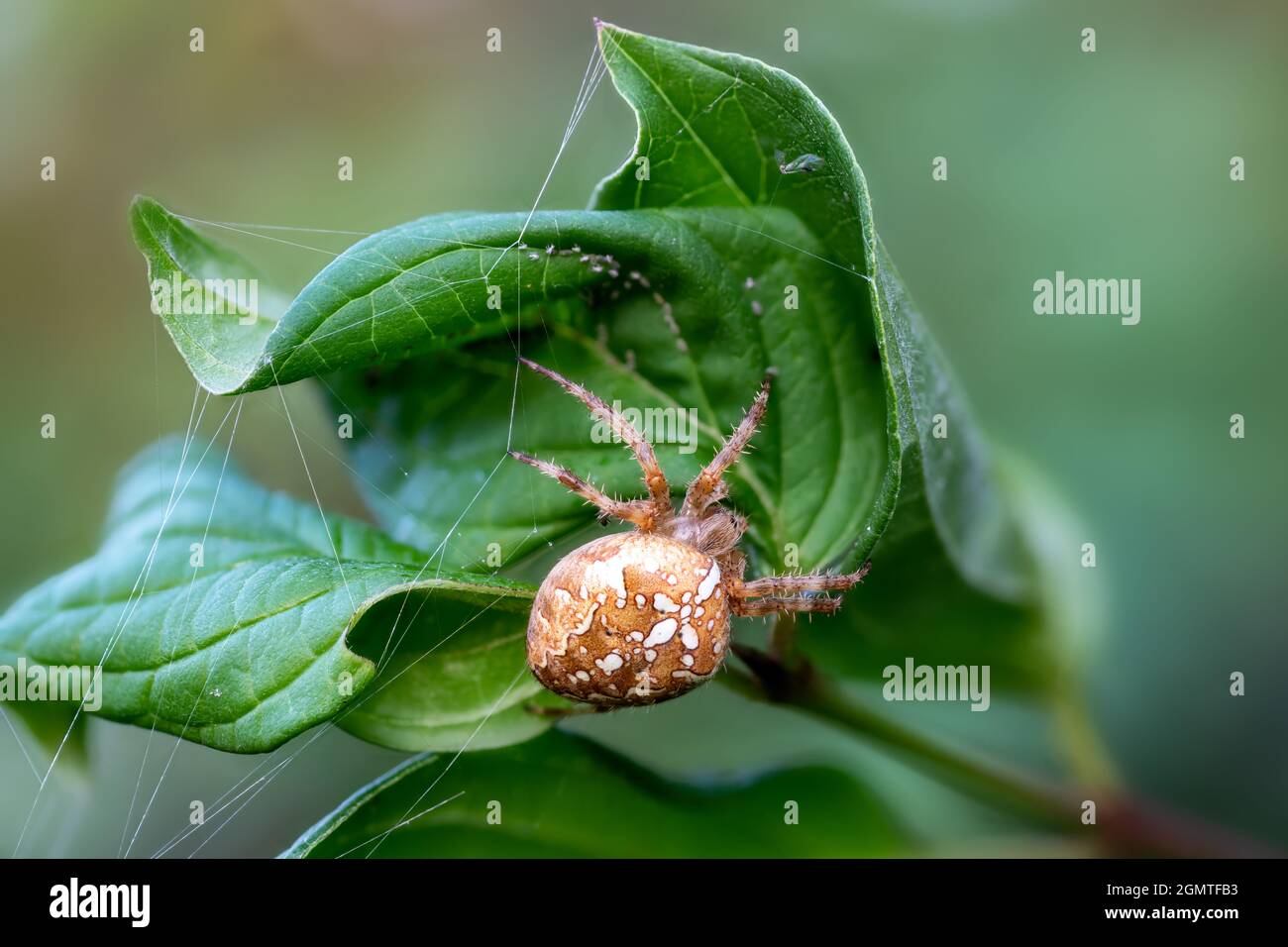 Close up of a spotted garden spider ,Araneus quadratus, woven between ...